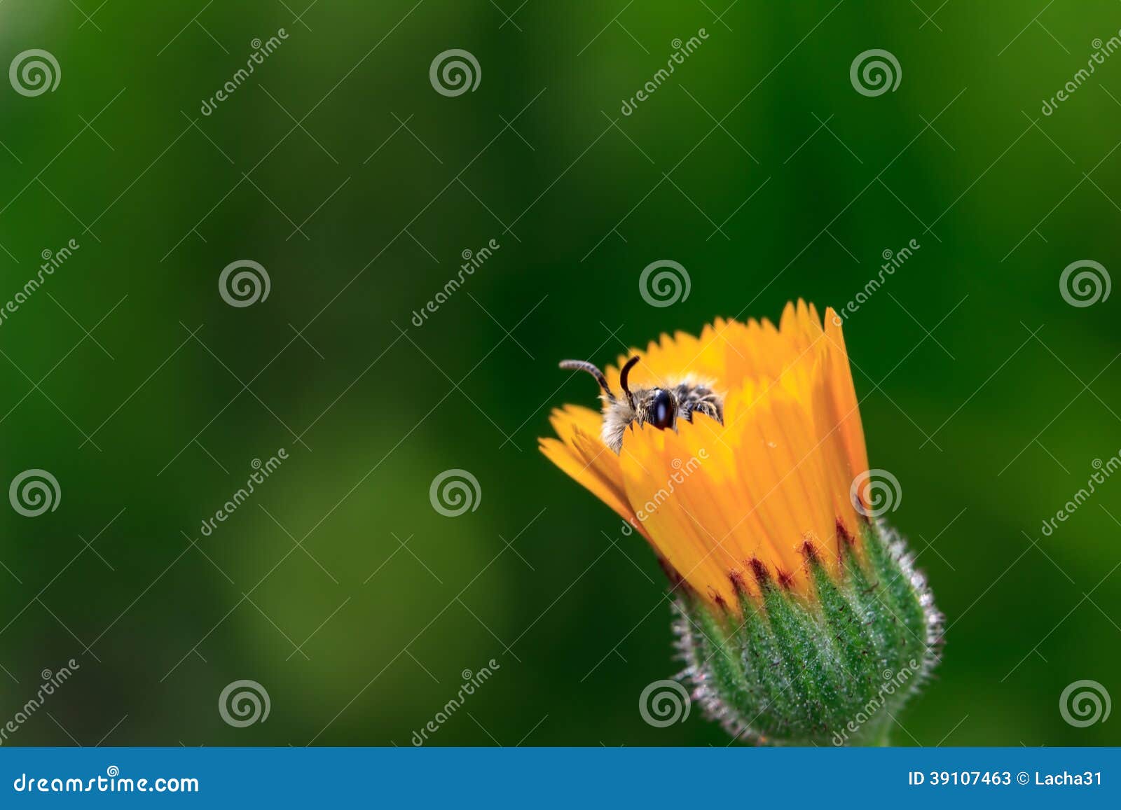 Honey Bee on Yellow Flower stock image. Image of macro - 39107463