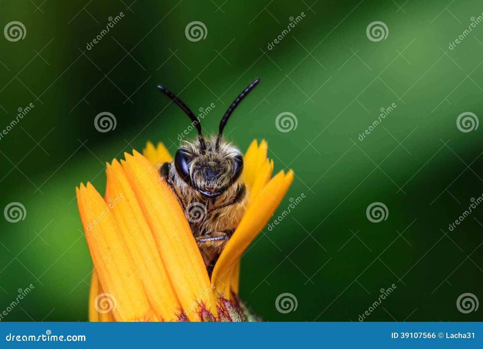 Honey Bee on Yellow Flower stock photo. Image of season - 39107566