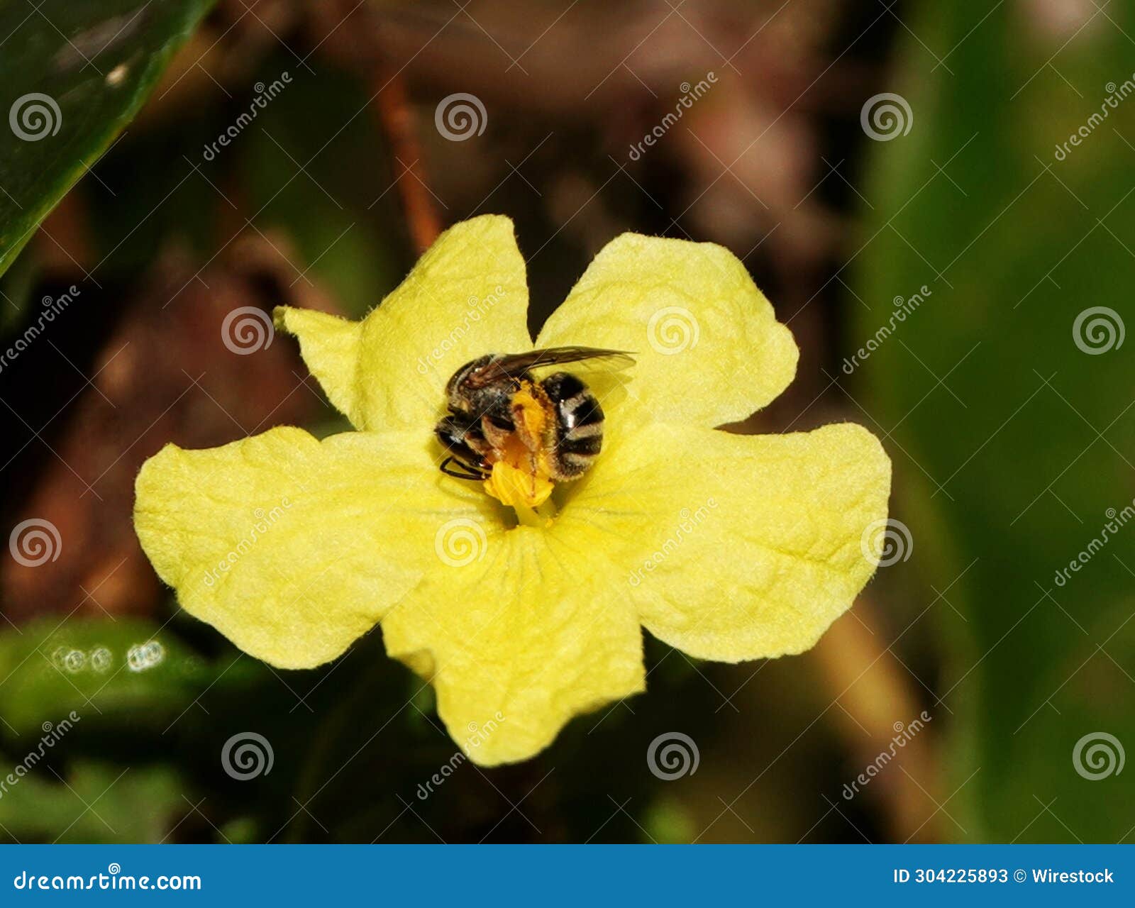 Honey Bee on a Yellow Flower Collecting Nectar Stock Image - Image of ...