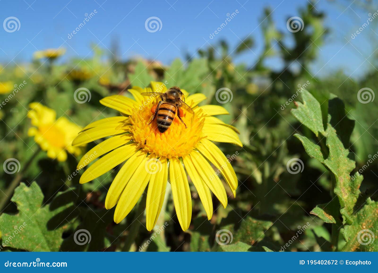 Honey Bee on a Yellow Flower Stock Photo - Image of insect, natural ...