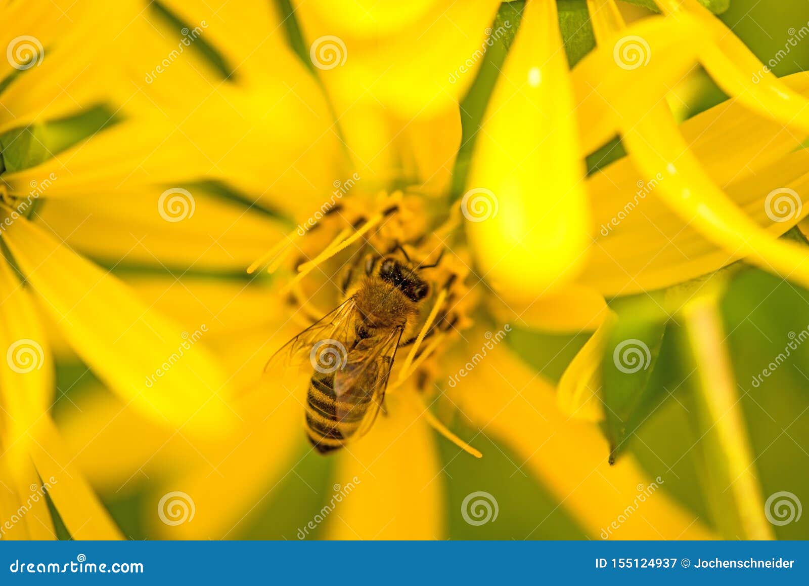 Honey Bee on a Yellow Flower in Summer Stock Image - Image of botany ...