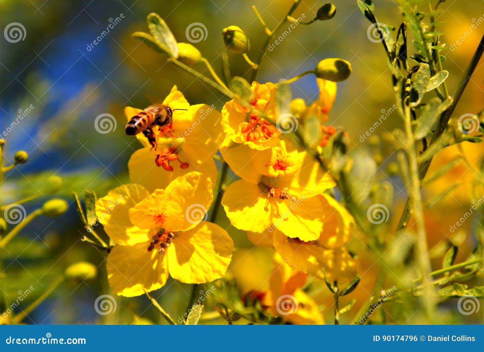 Honey Bee on Yellow Flower stock photo. Image of flowers - 90174796