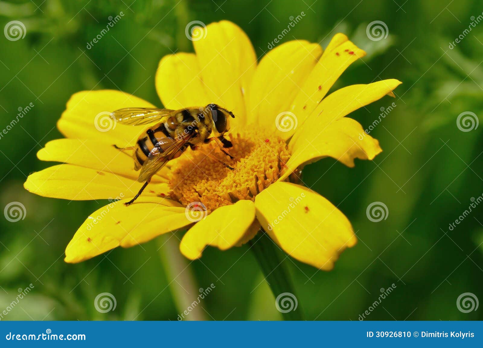 Honey bee on yellow flower stock photo. Image of green - 30926810