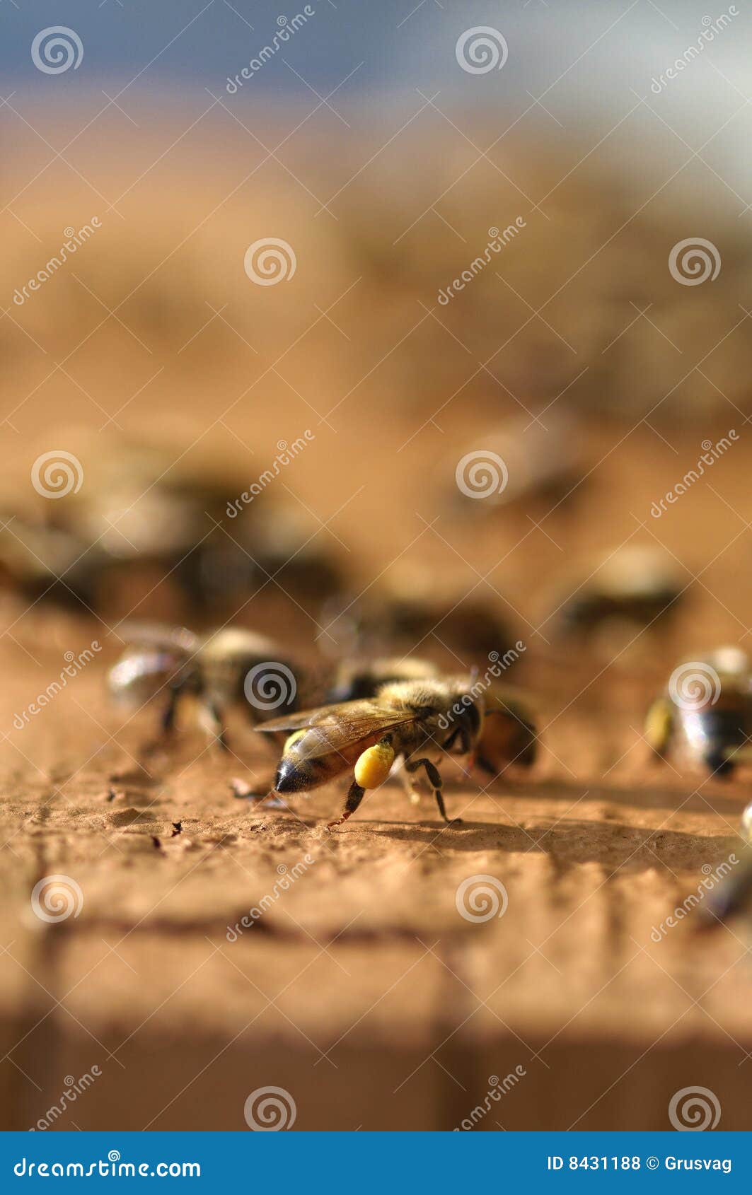 Yellow Pollen Of Red Flower Stock Photography | CartoonDealer.com ...