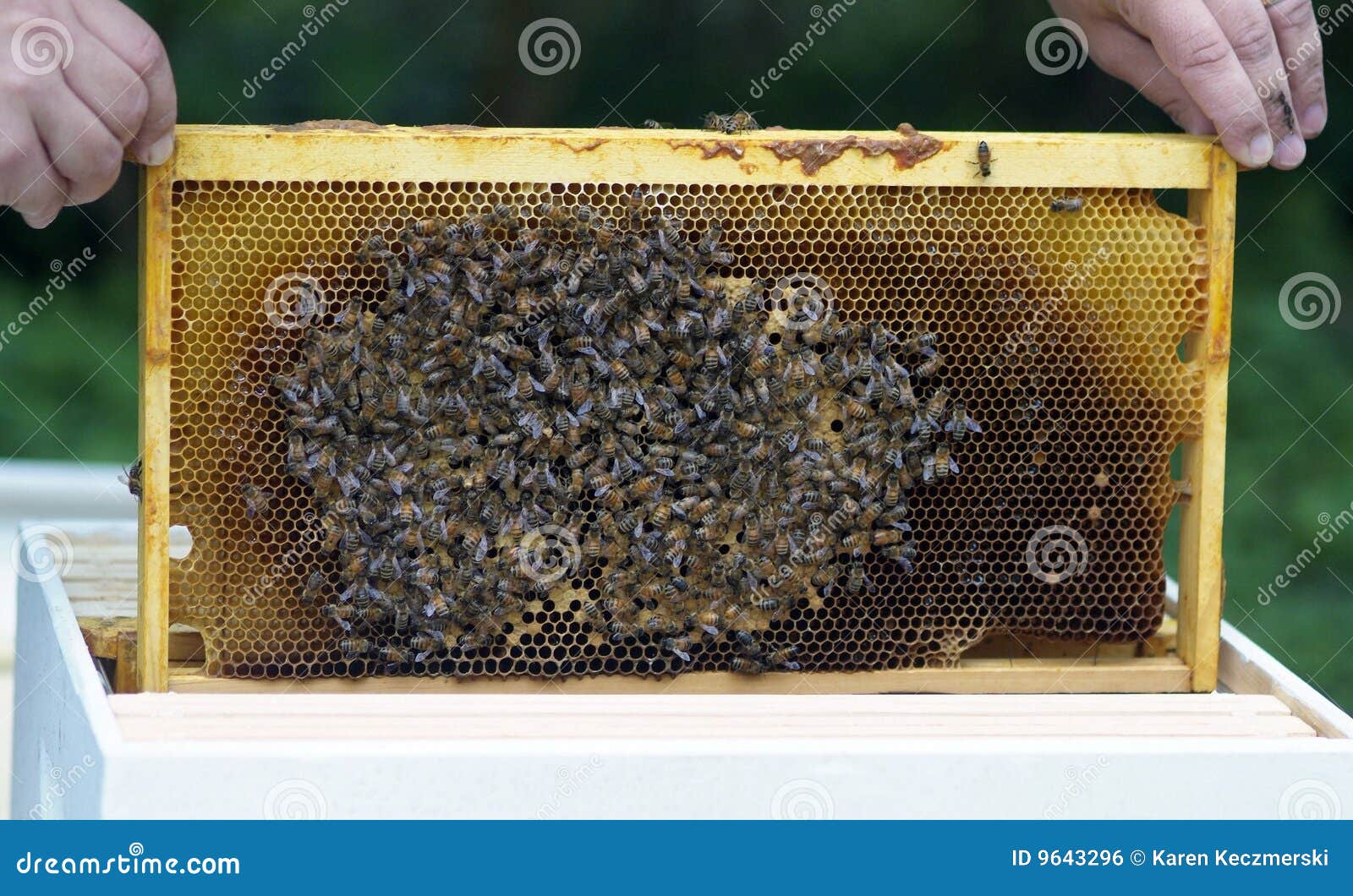 Honey Beekeeping stock photo. Image of beehive, manmade - 9643296