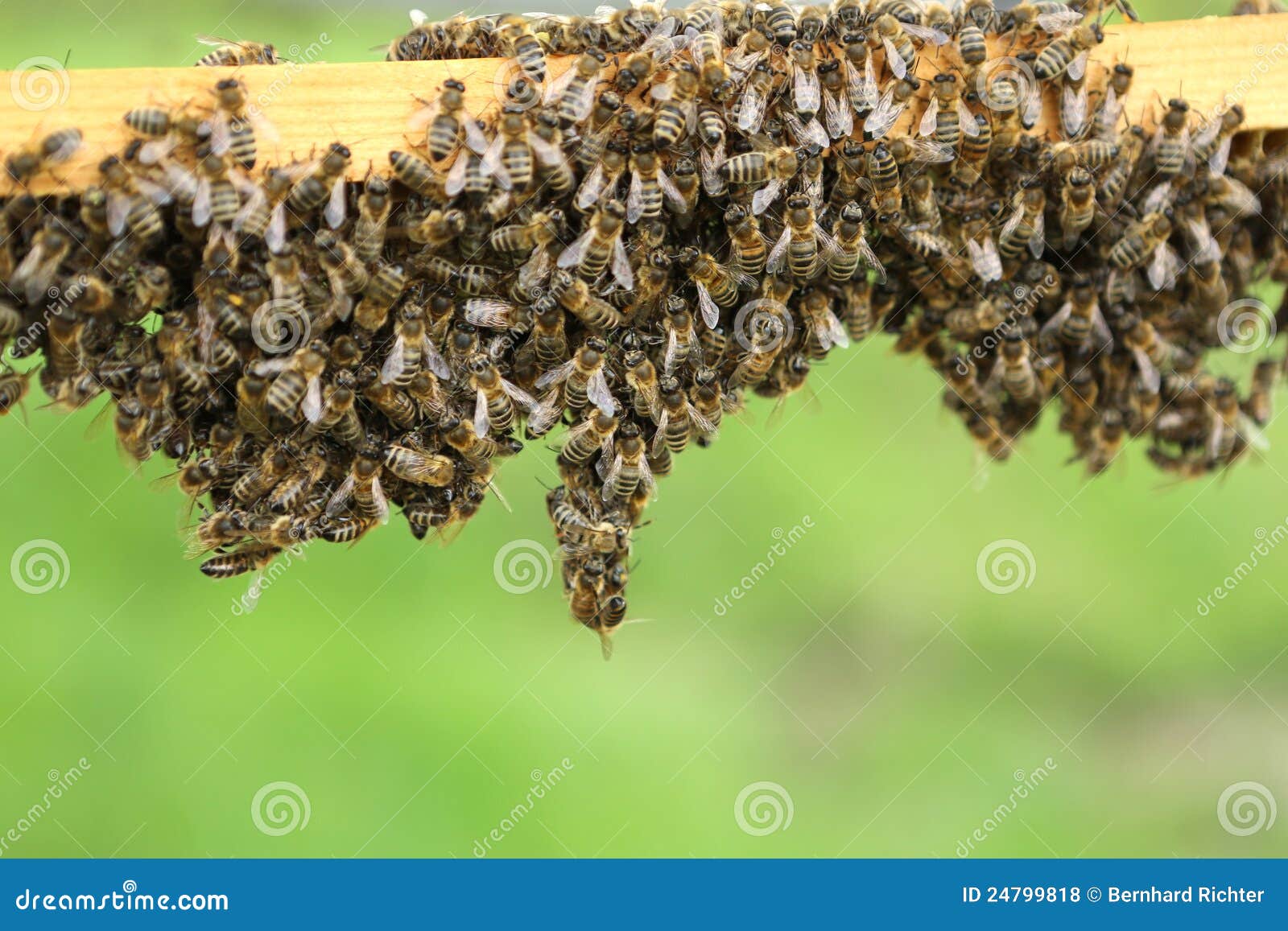 Honey Bees stock photo. Image of honey, insects, beeswax - 24799818