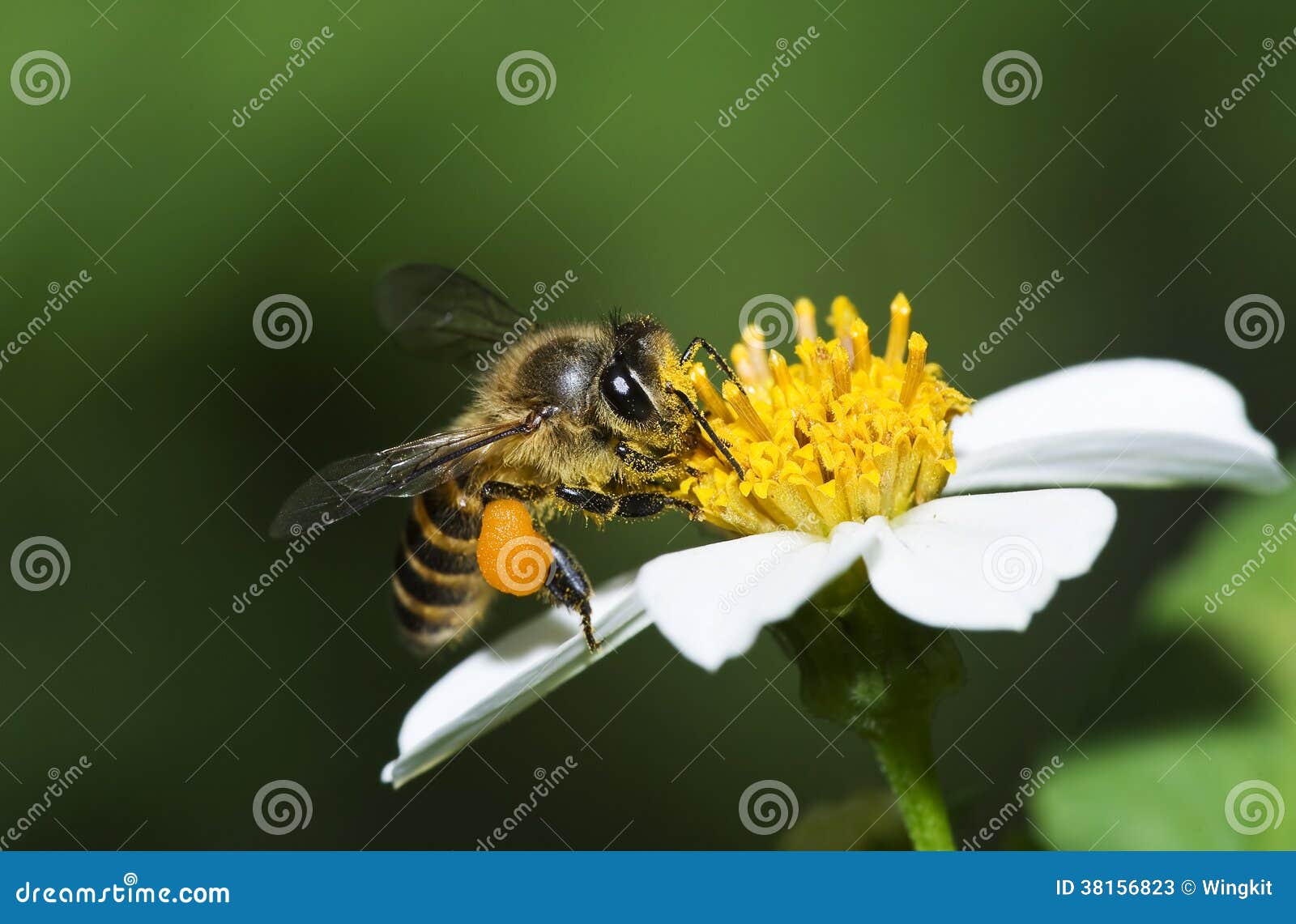 Honey bees stock image. Image of honey, environmental - 38156823