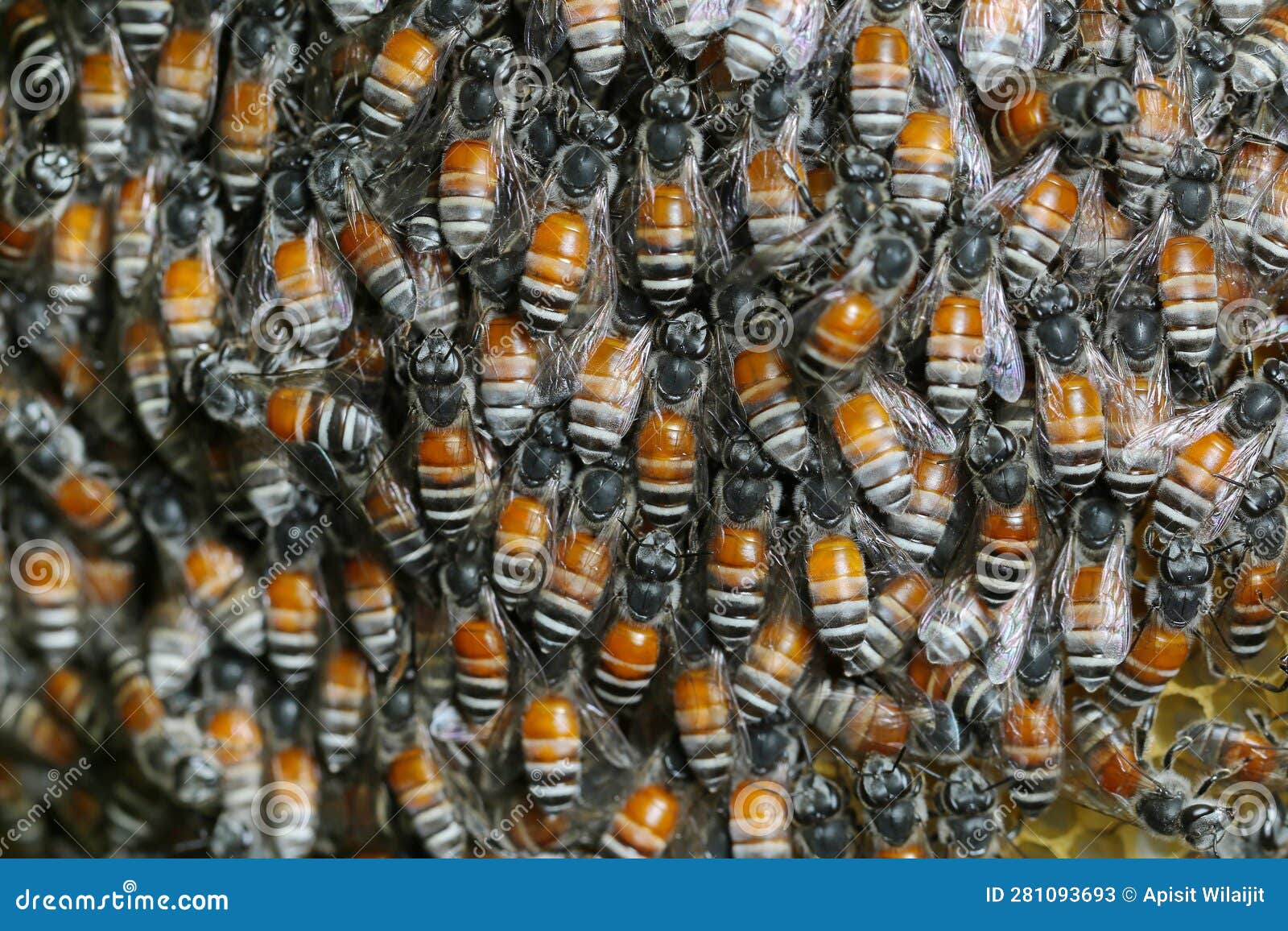 Honey Bees on Bee Hive in Thailand and Southeast Asia. Stock Image ...