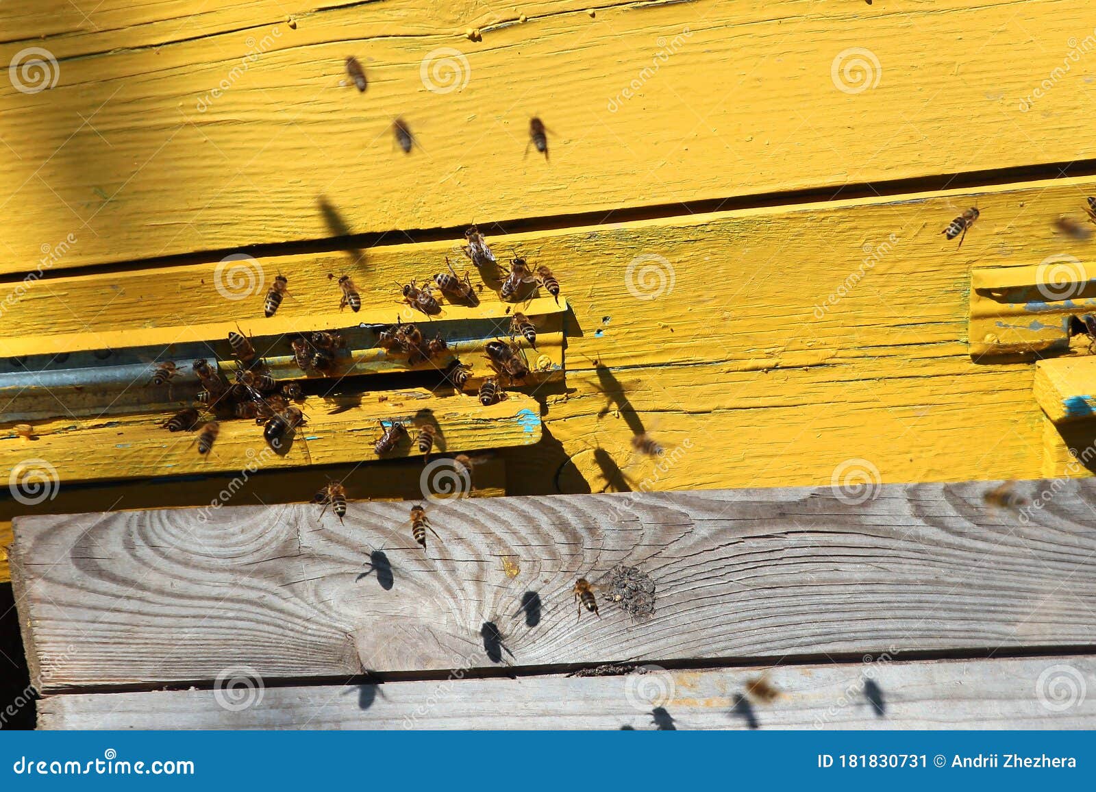 Honey Bees at Beehive Entrance Stock Image - Image of closeup, natural ...