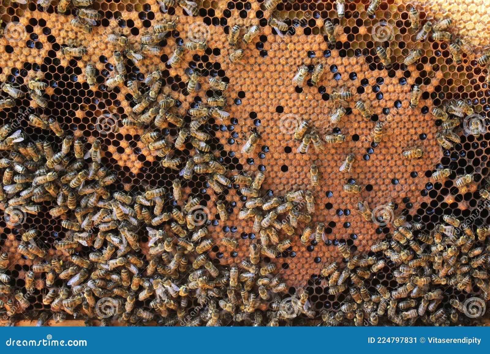 Beehive Frame, Honey Bee And Beetle Stock Image | CartoonDealer.com ...