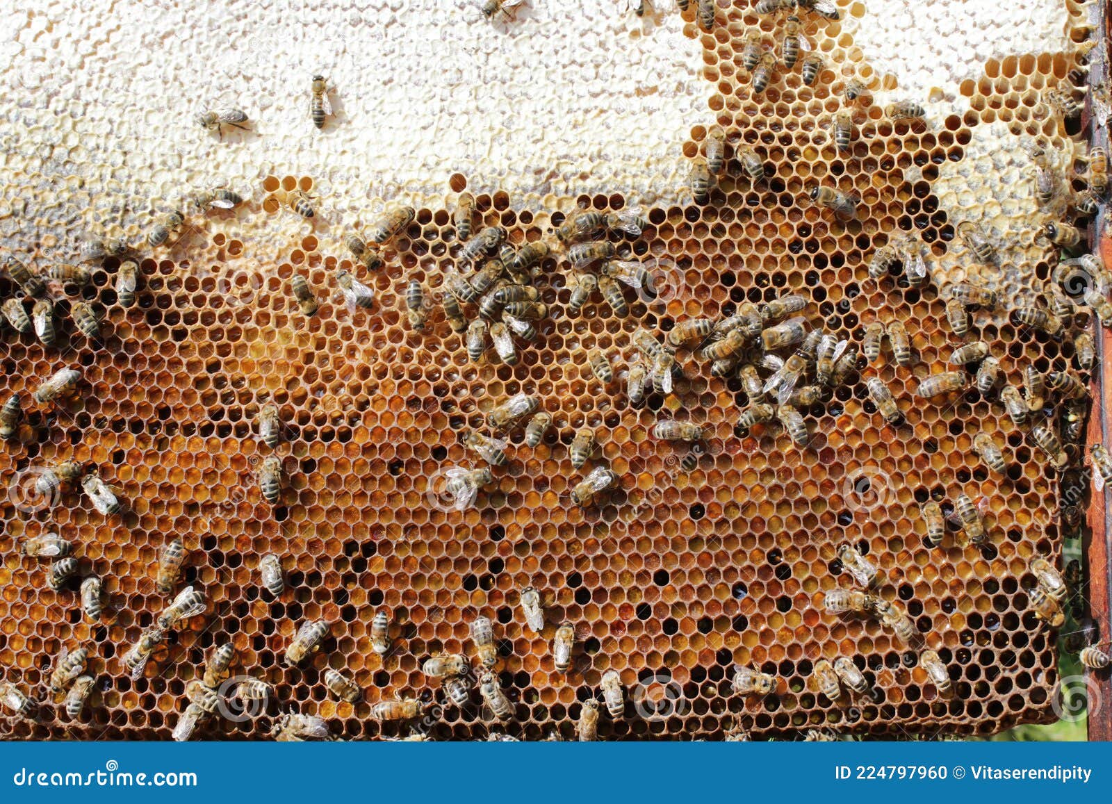 Beehive Frame, Honey Bee And Beetle Stock Image | CartoonDealer.com ...