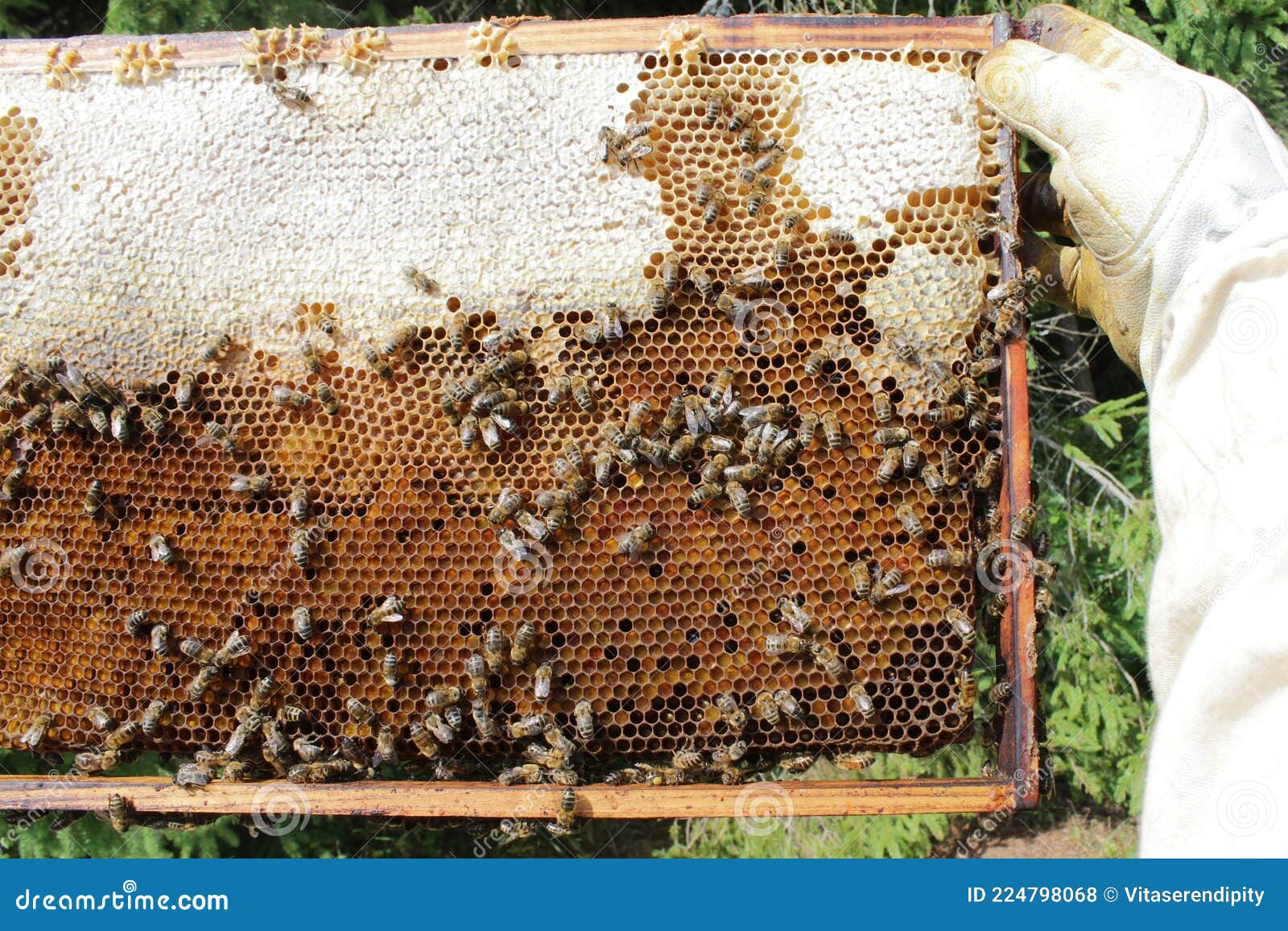 Beehive Frame, Honey Bee And Beetle Stock Image | CartoonDealer.com ...