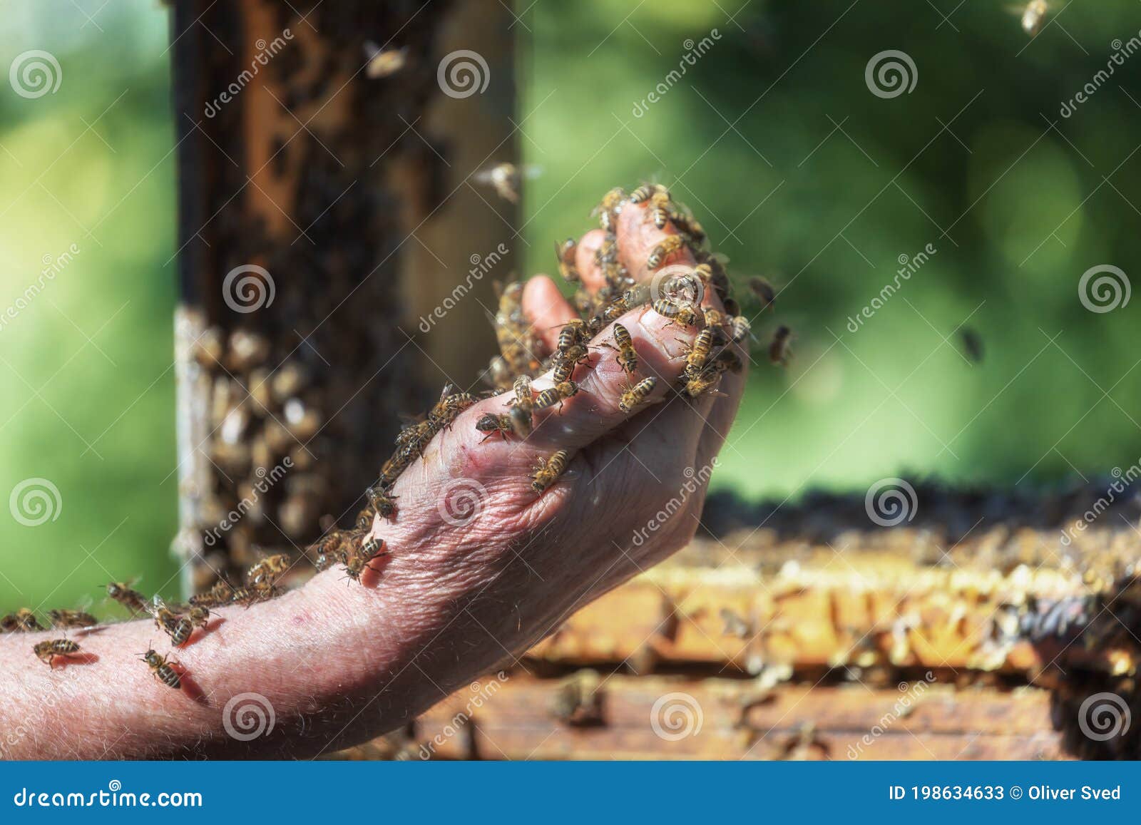 Honey Bees on Beekeepers Hand Stock Image - Image of animal, hold ...