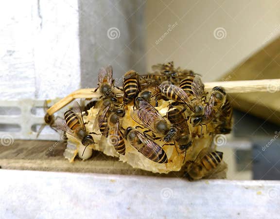 Honey Bees on a Broken Comb Image 02 Stock Photo - Image of broken ...