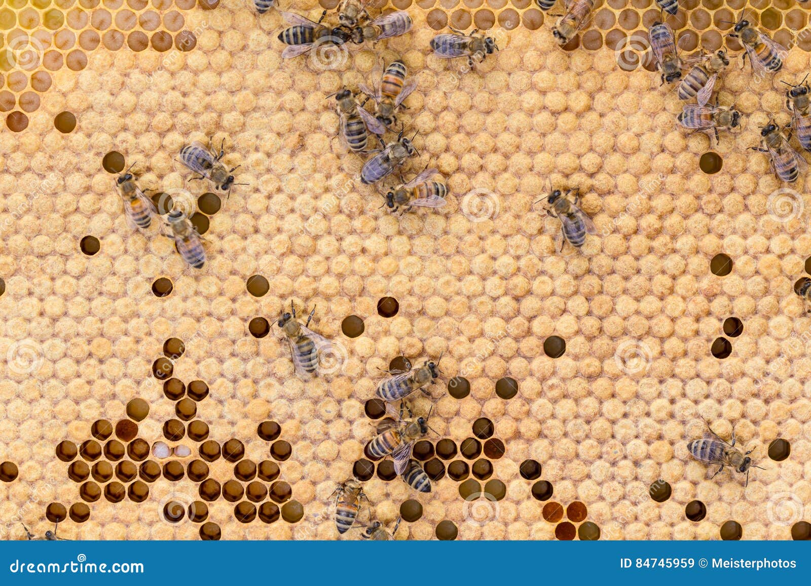 Honey bees on brood comb stock image. Image of solid - 84745959
