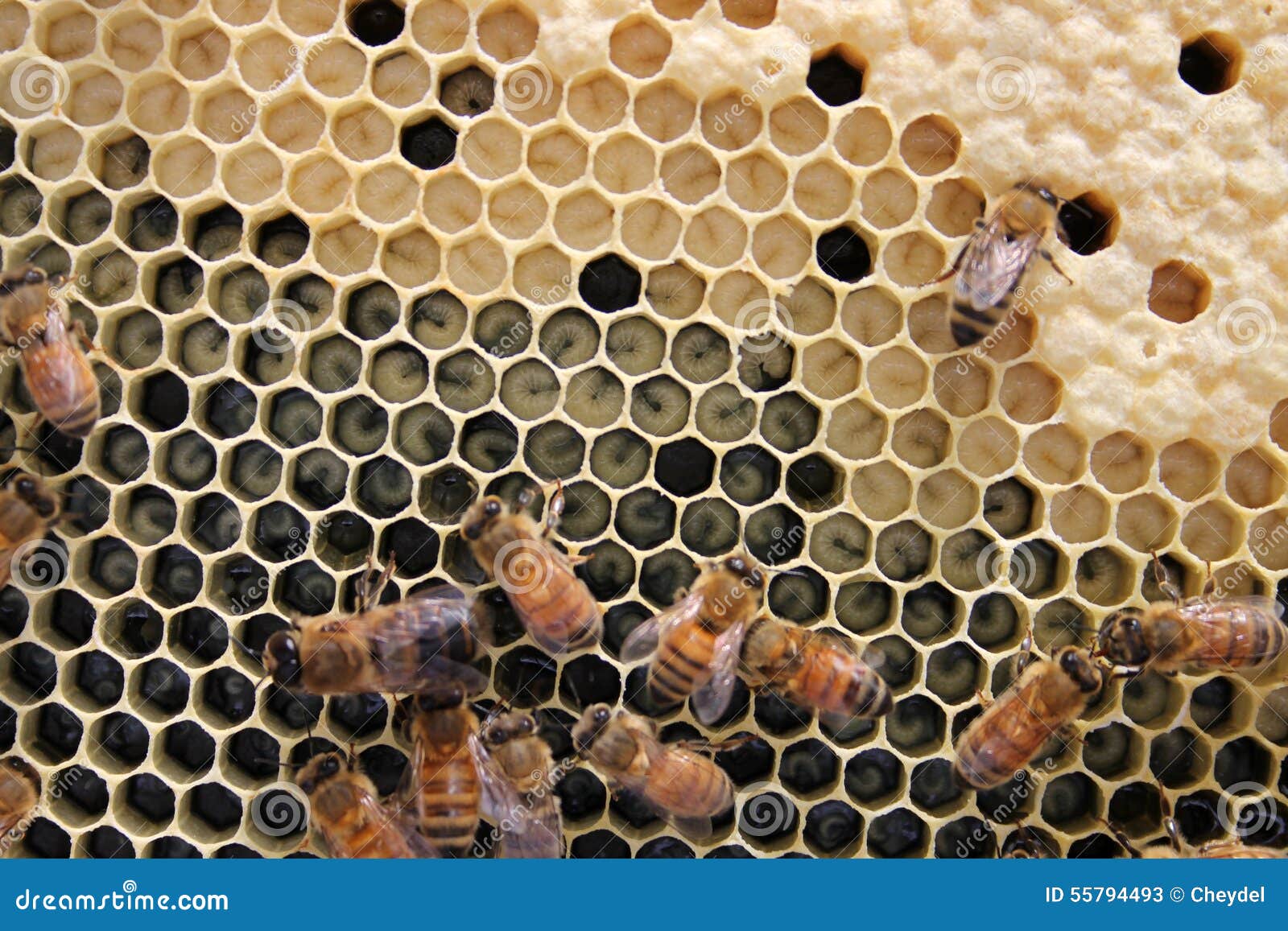 Honeybees On Brood Comb Royalty-Free Stock Image | CartoonDealer.com ... Honeybees On Brood Comb Royalty-Free Stock Image | CartoonDealer.com ...
