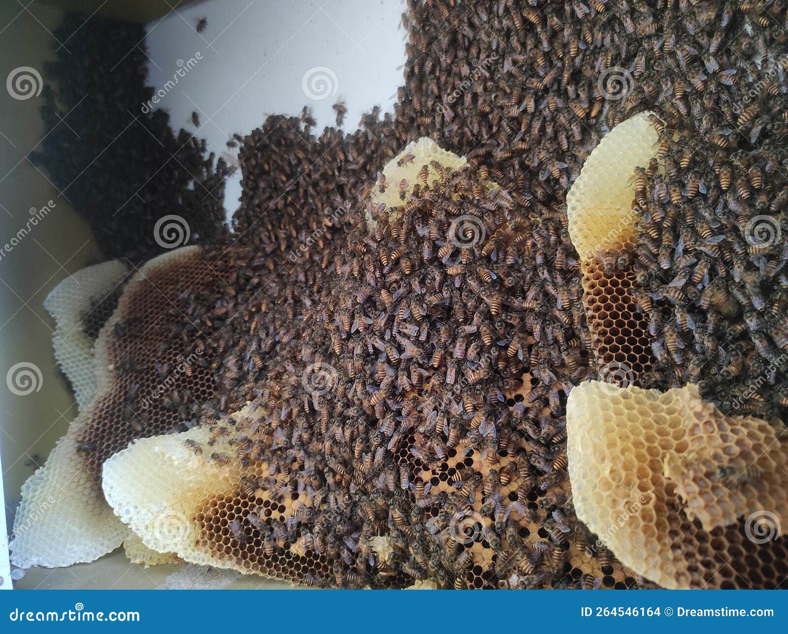 Honey Bees are Building a Hive Stock Photo - Image of arthropod, brown ...