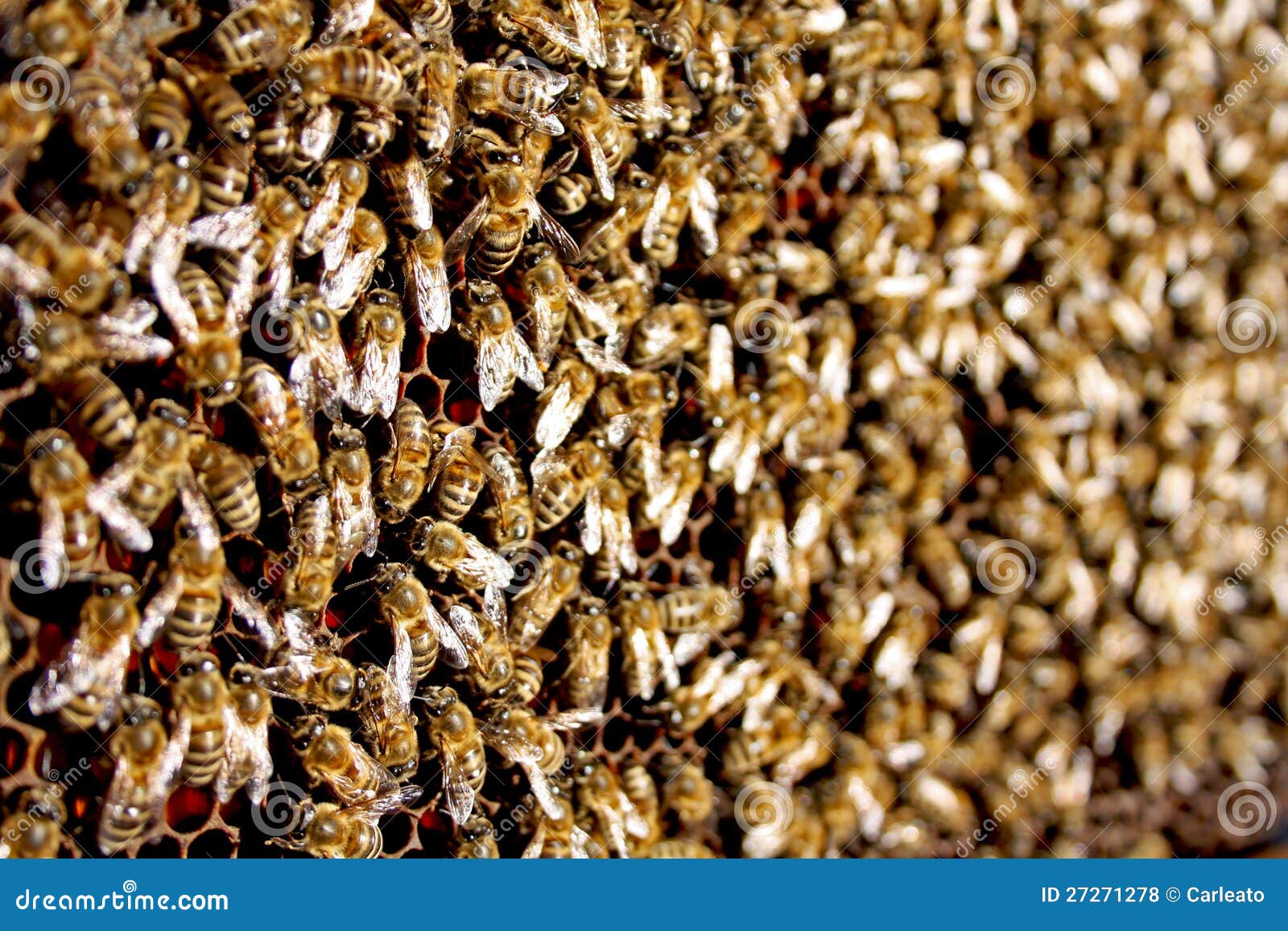 Honey Bees Busy Making Honey Texture Stock Photo - Image of beehive ...