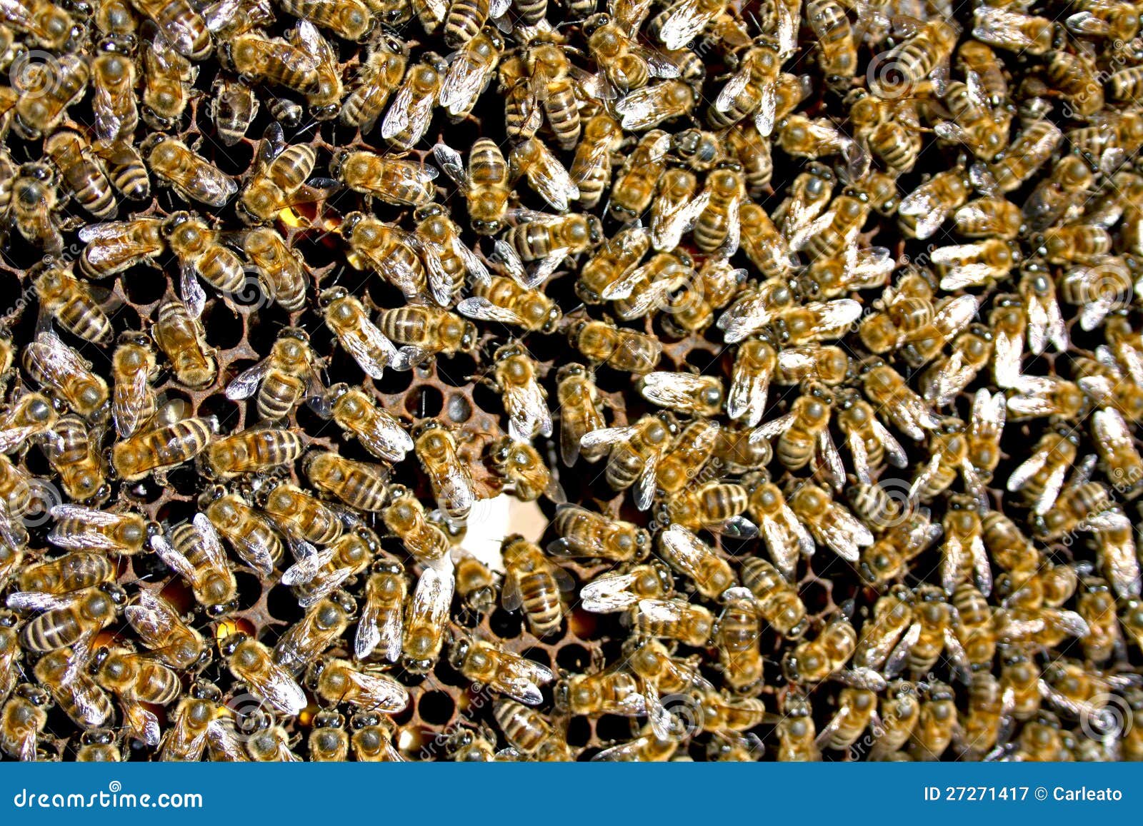 Honey Bees Busy Making Honey Texture Stock Image - Image of honeybees ...