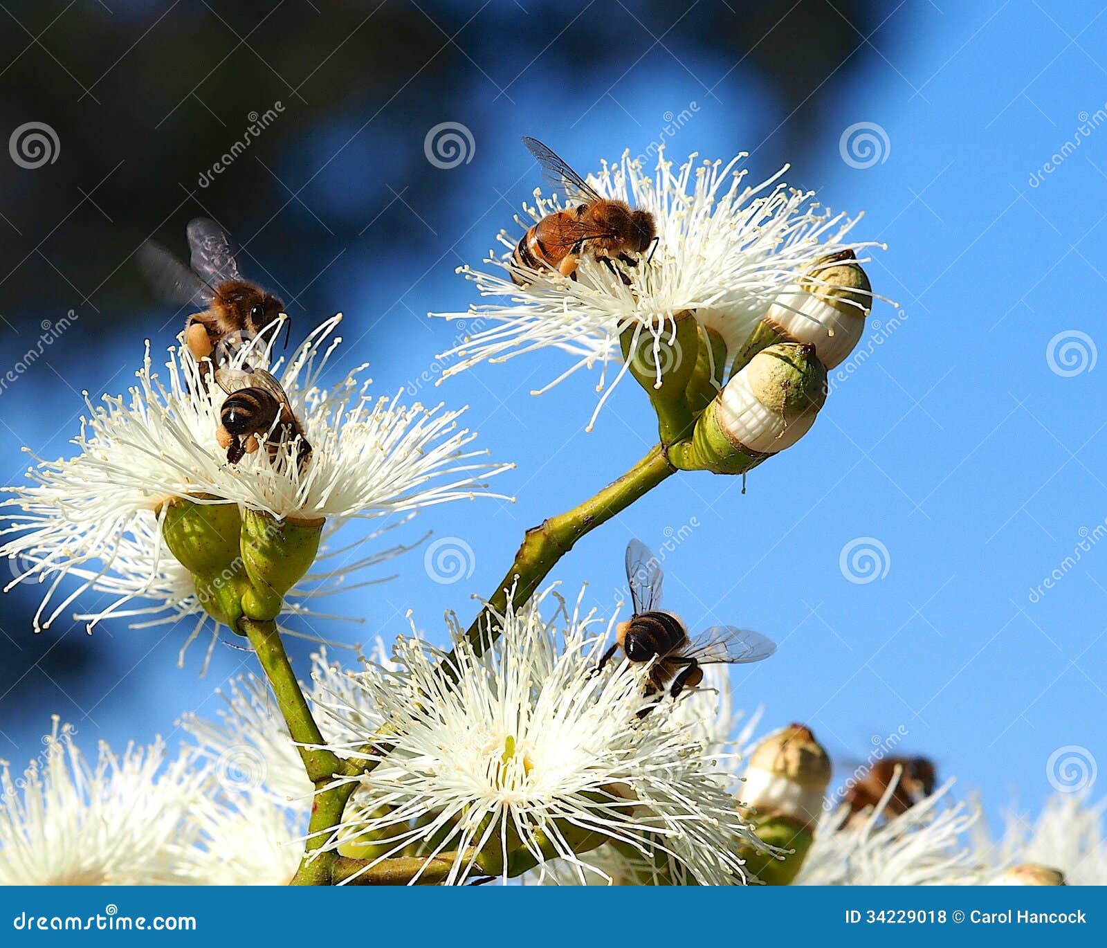 Honey Bees Busy Pollinating the Sugar Gum Tree (Eucalyptus Cladocalyx ...