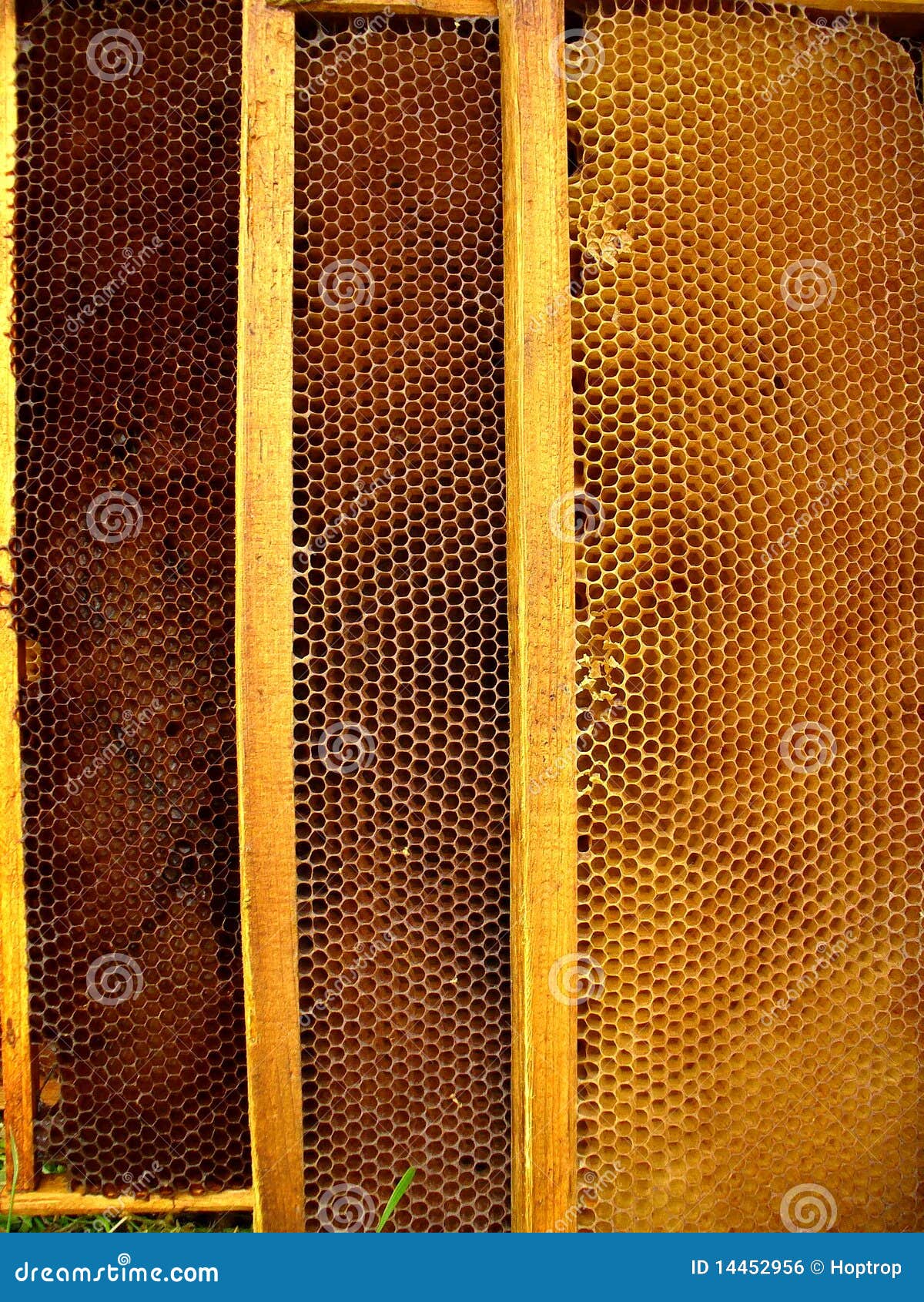 Honey bees cells stock photo. Image of background, insect - 14452956