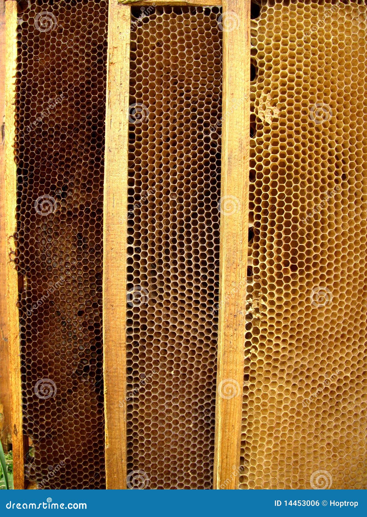 Honey bees cells stock photo. Image of closeup, food - 14453006