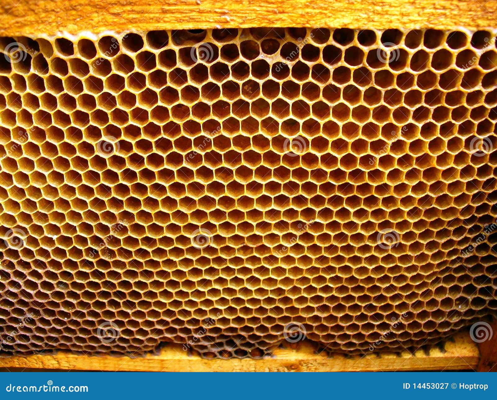 Honey bees cells stock image. Image of animal, cera, industry - 14453027