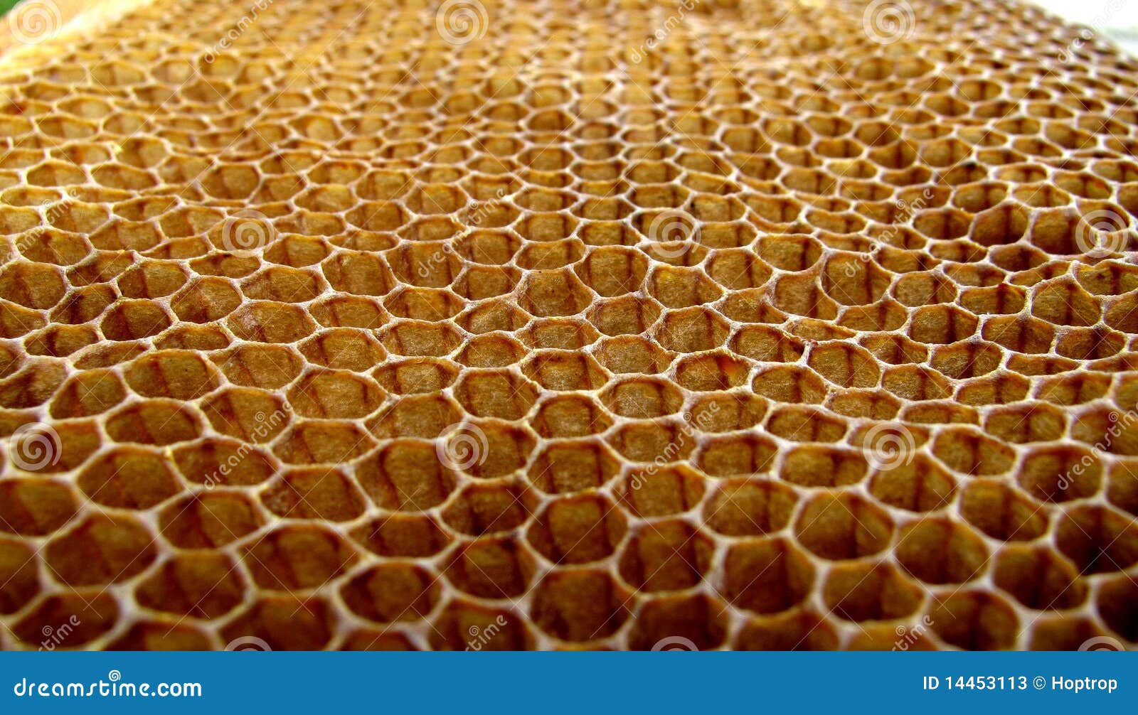 Honey bees cells stock image. Image of cera, hive, honeycomb - 14453113