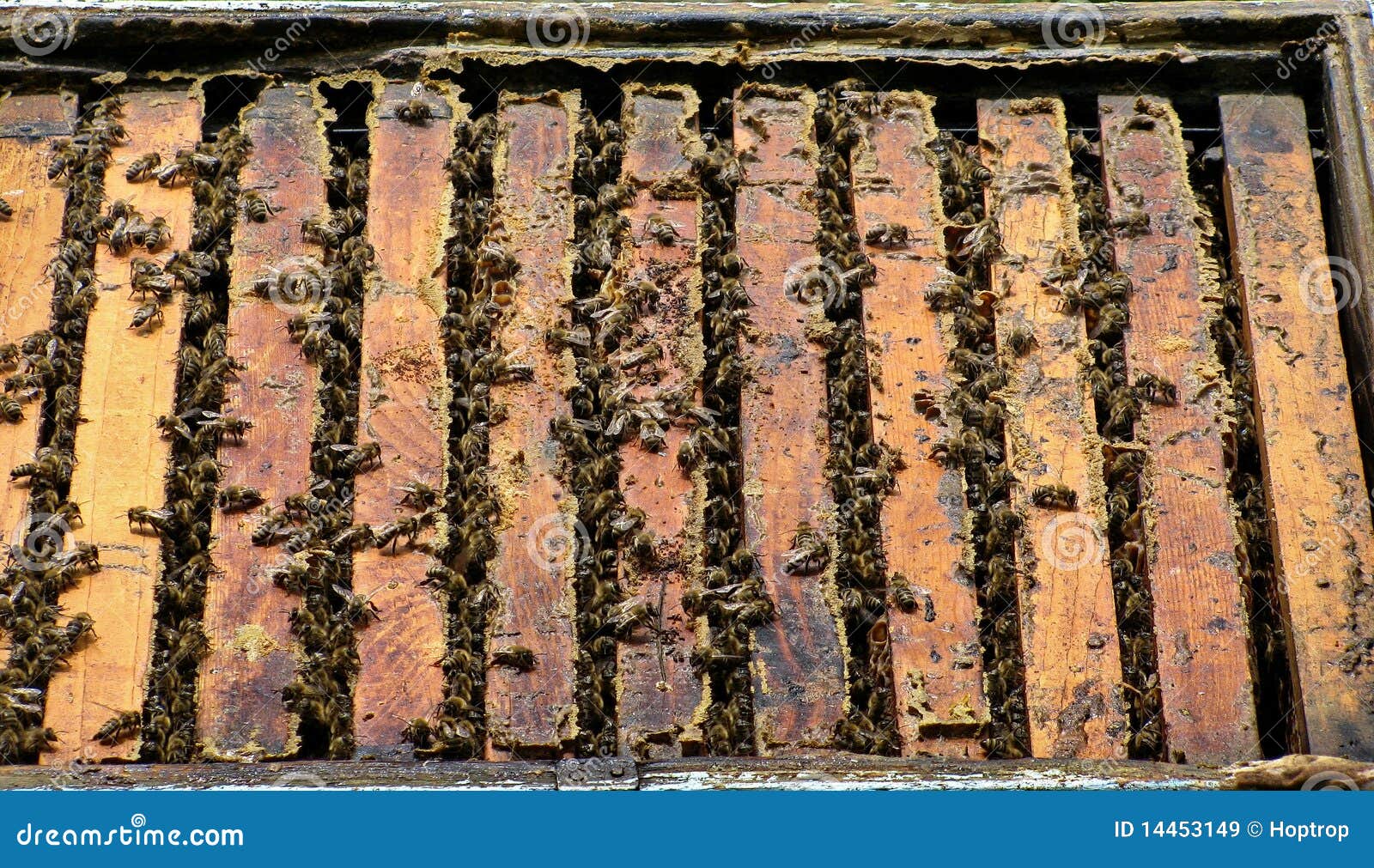 Honey bees cells stock image. Image of fauna, hard, drone - 14453149
