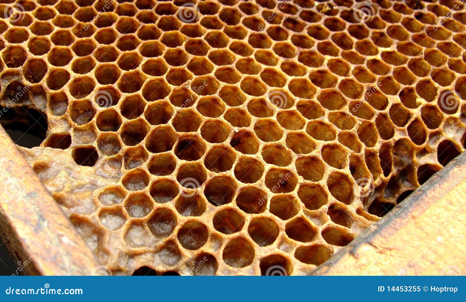 Honey bees cells stock image. Image of cell, food, insect - 14453255