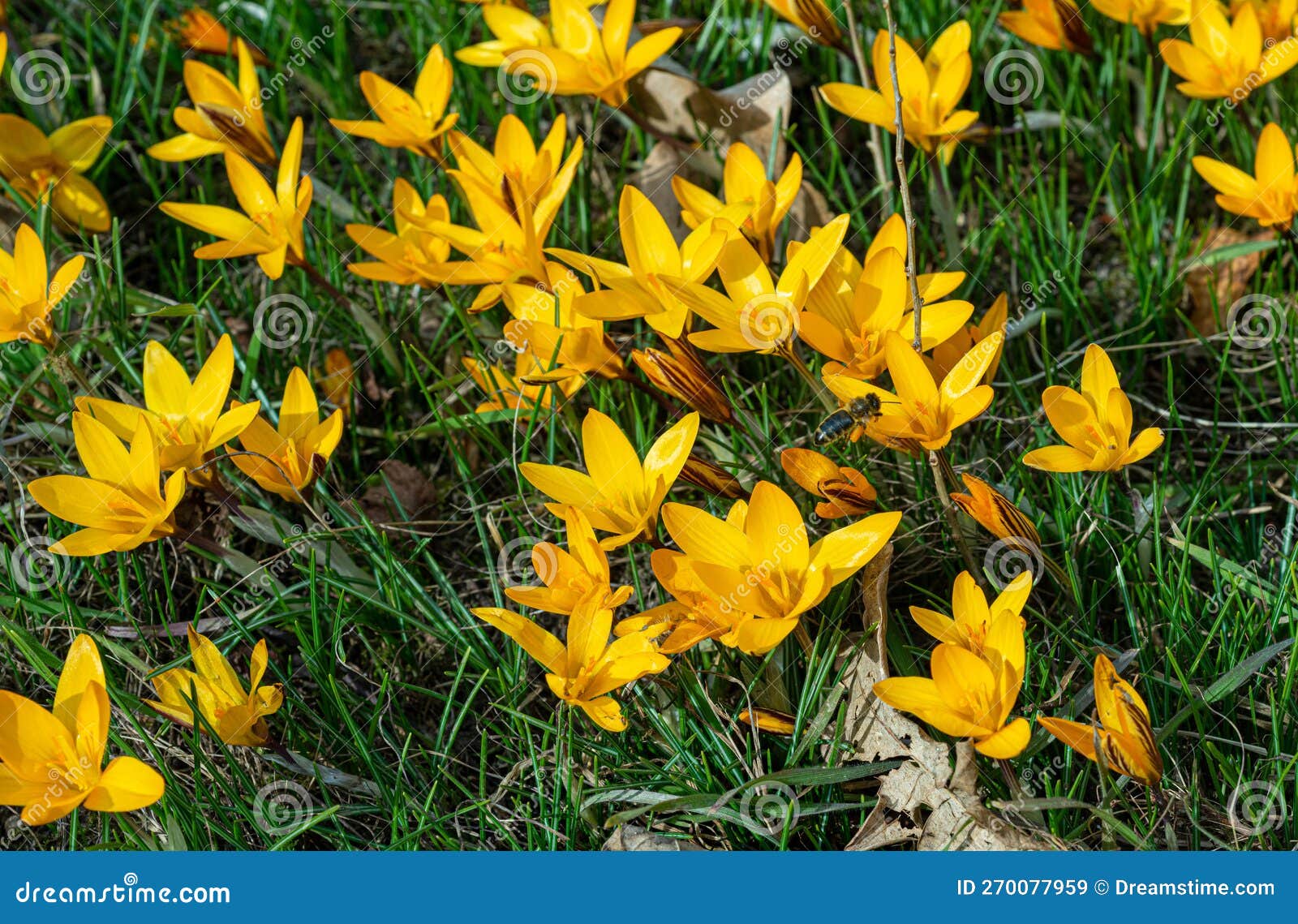Honey Bees Collect Nectar and Pollen on Yellow Crocuses in Early Spring ...