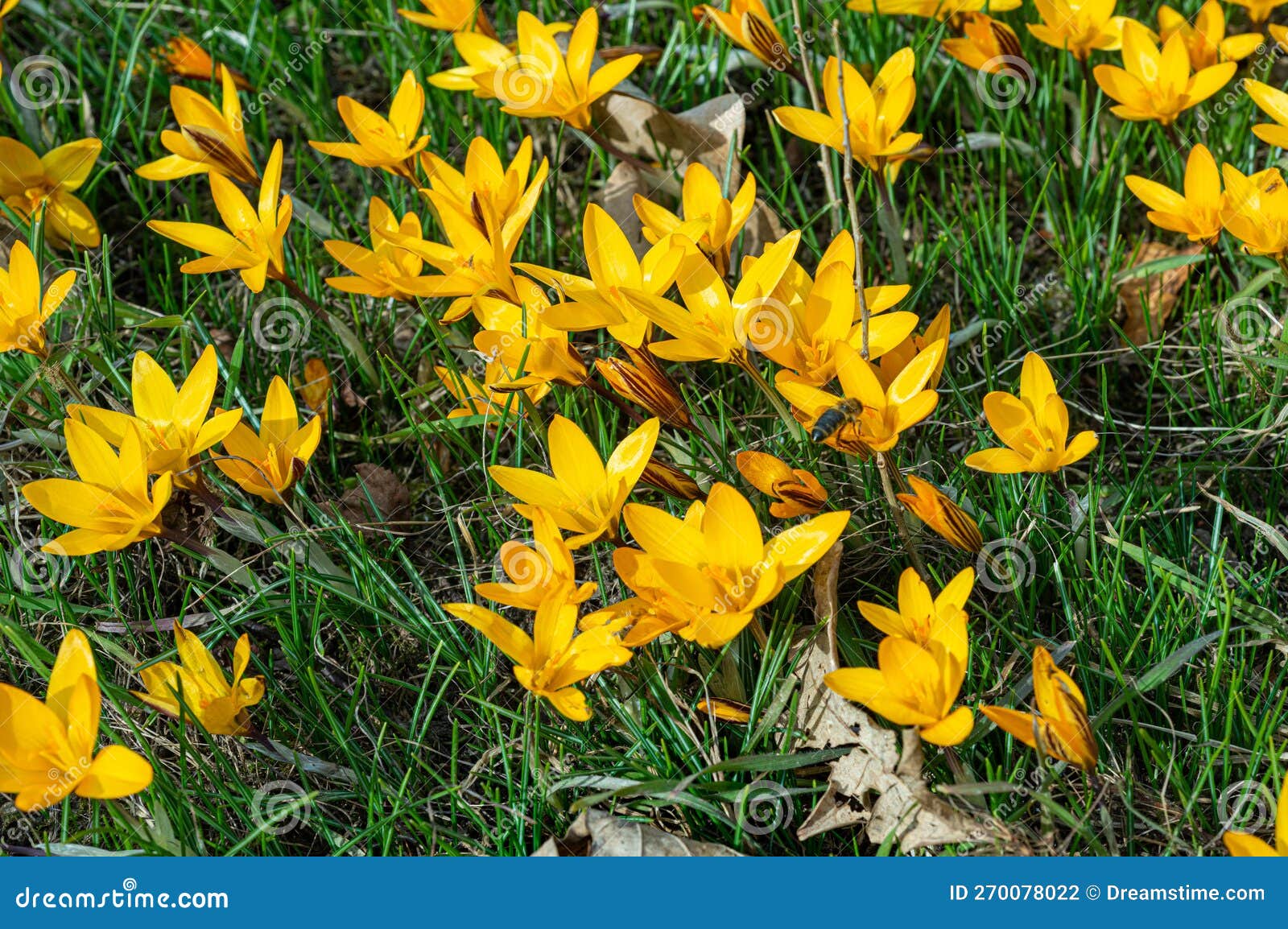 Honey Bees Collect Nectar and Pollen on Yellow Crocuses in Early Spring ...