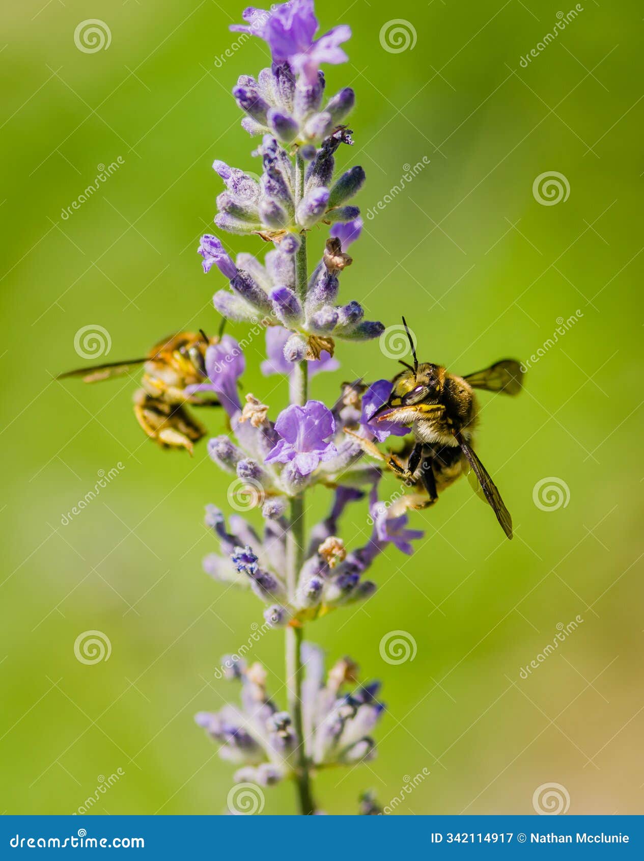 Honey Bees Collecting Nectar from Flower Stock Image - Image of nectar ...