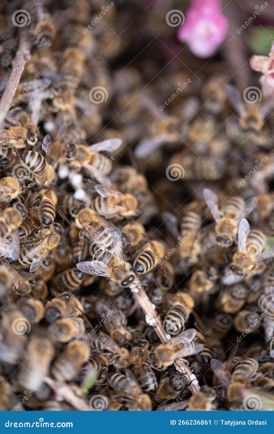 Honey bees stock image. Image of beehive, green, healthy - 266236861