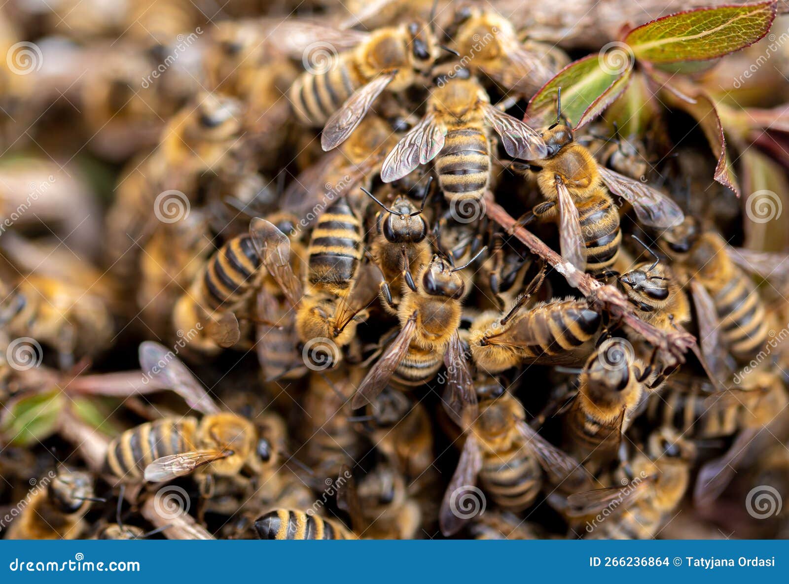 Honey bees stock photo. Image of animal, blossom, plant - 266236864