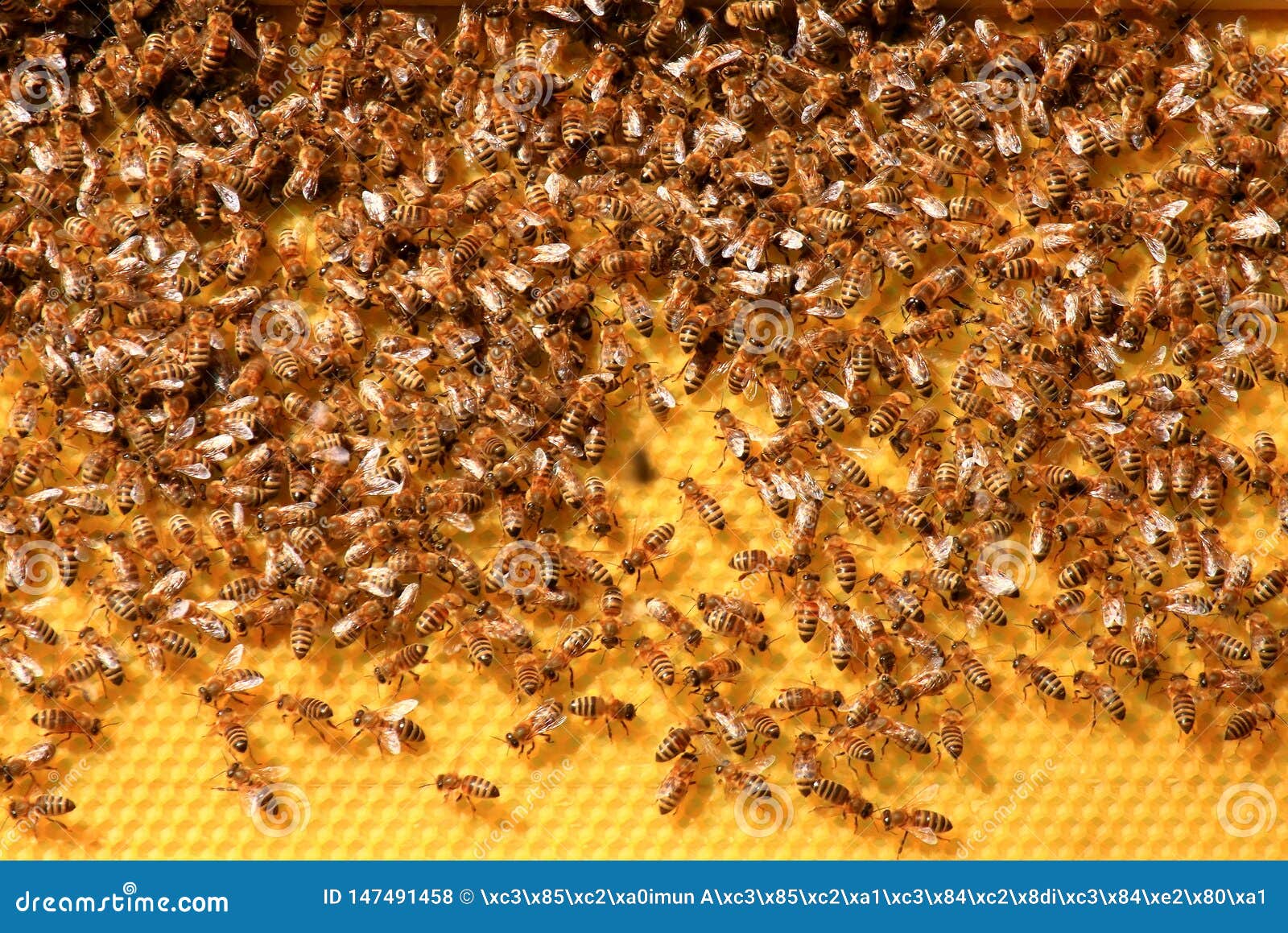 Honey bees on honey comb stock photo. Image of colonial - 147491458