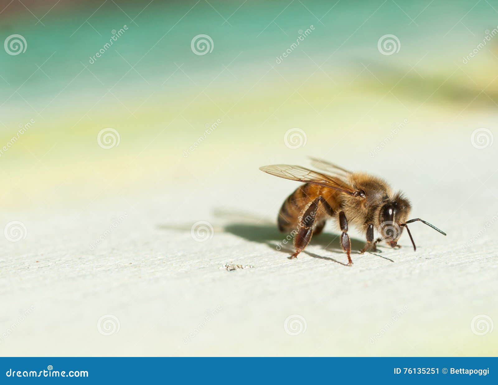 Bees Coming In And Out Of Their Yellow Beehive. Bee Hive Close Up ...