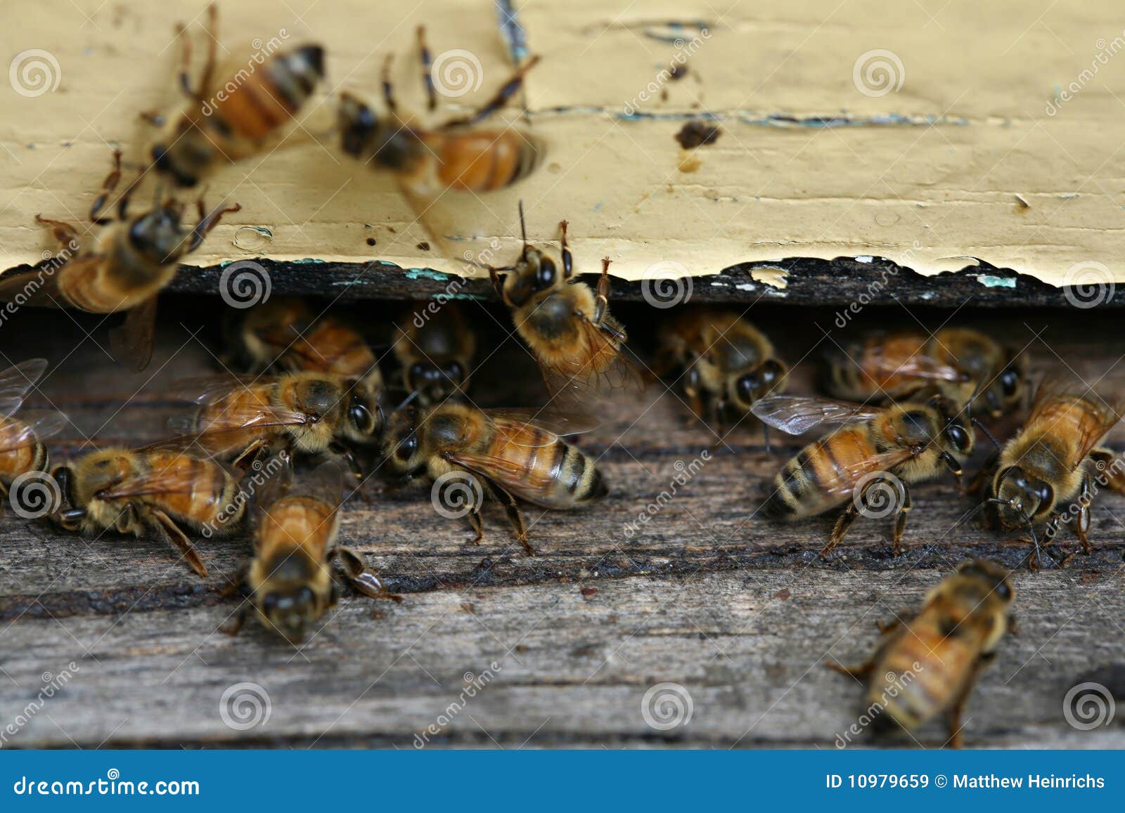 Bees Coming In And Out Of Their Yellow Beehive. Bee Hive Close Up ...