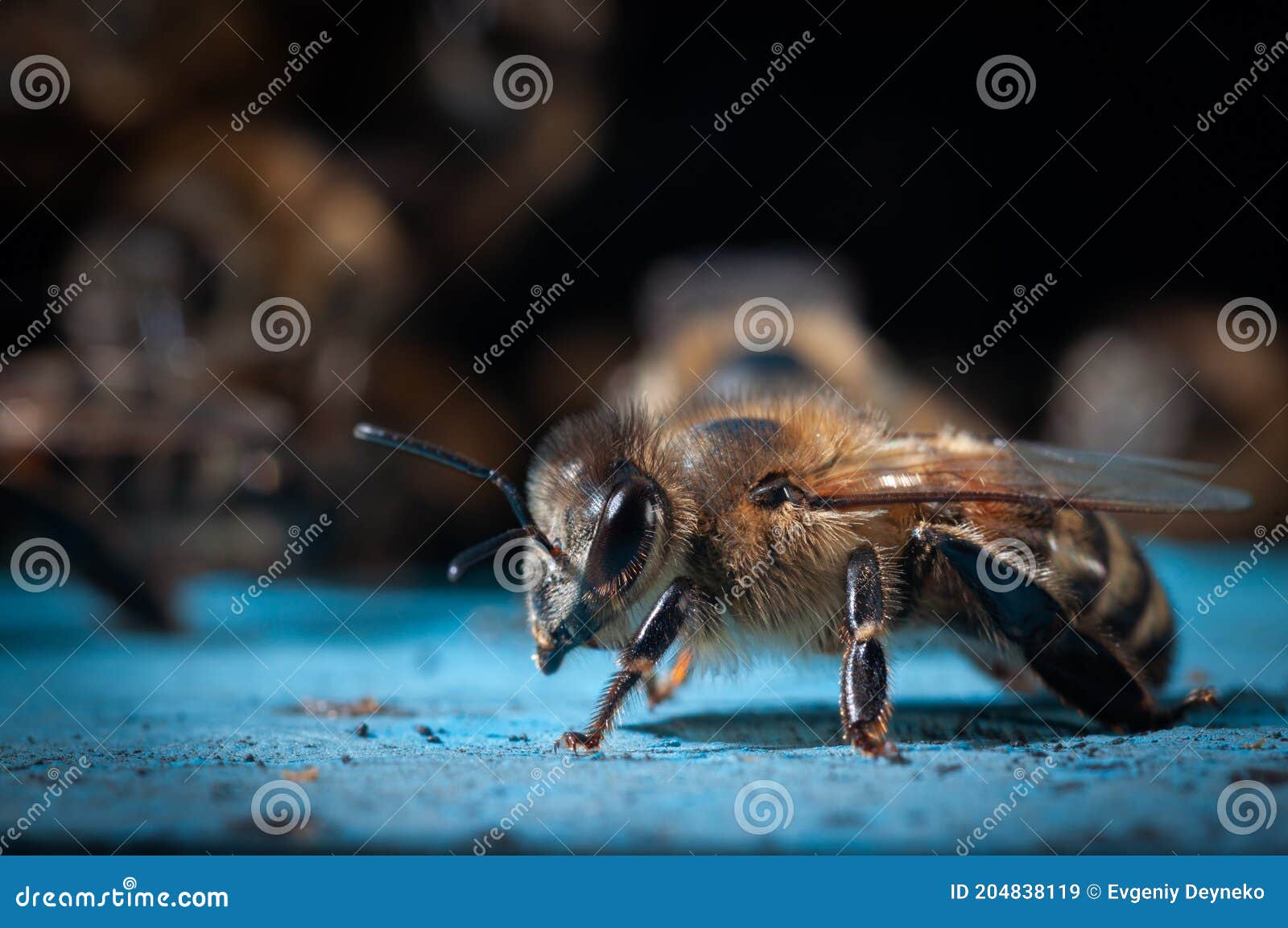 Honey Bees at Coming and Going at the Hive Stock Image - Image of cell ...