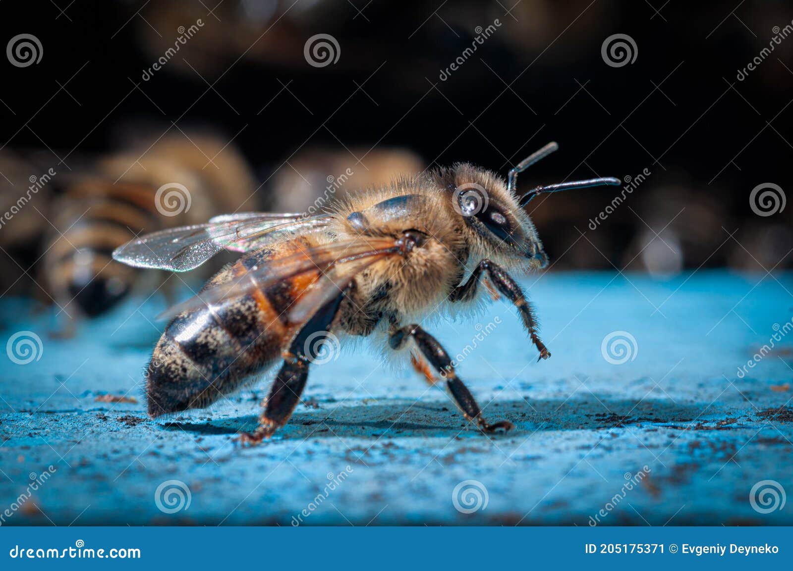 Honey Bees at Coming and Going at the Hive Stock Image - Image of ...
