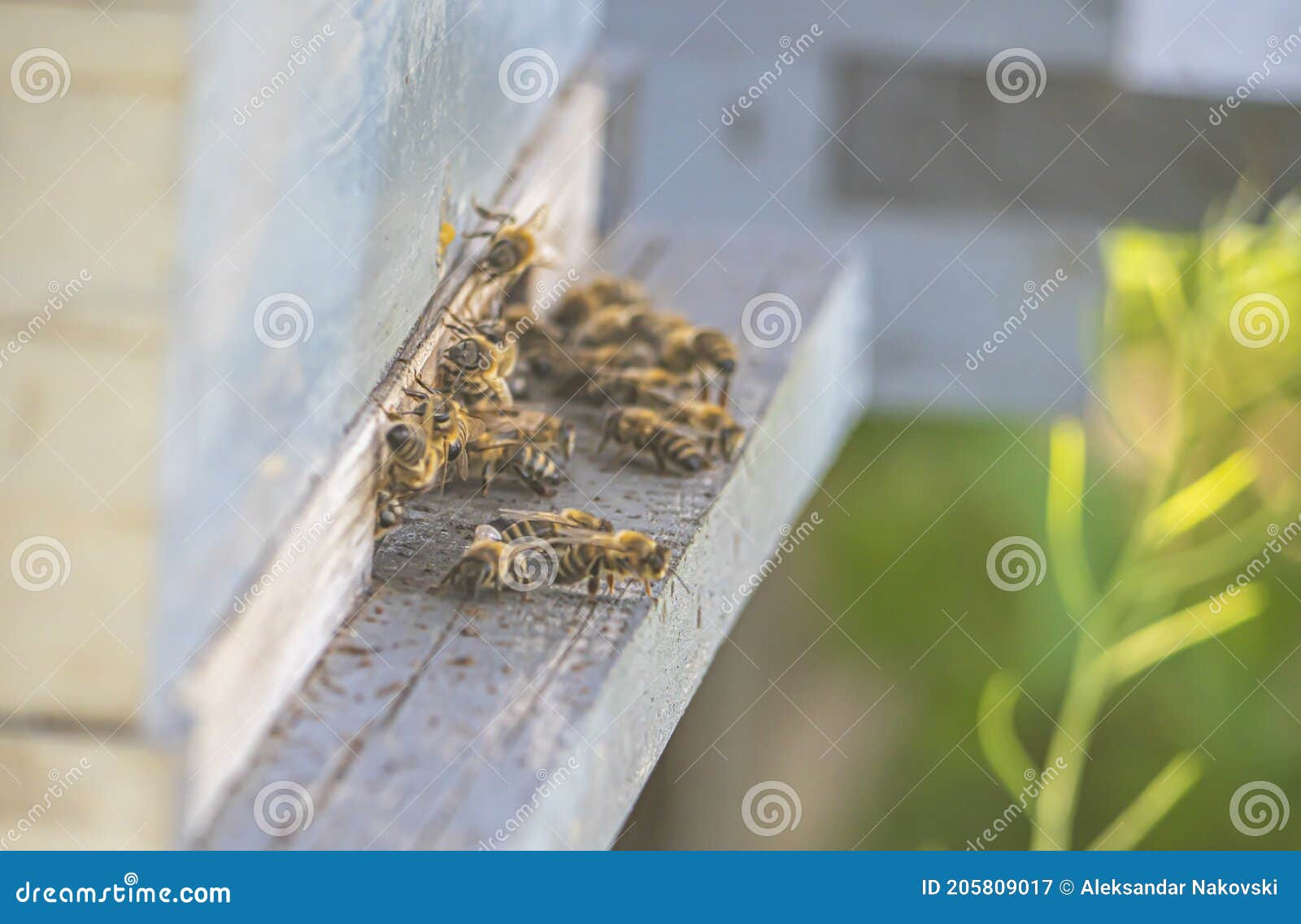 Honey Bees at Coming and Going at the Hive Stock Image - Image of ...