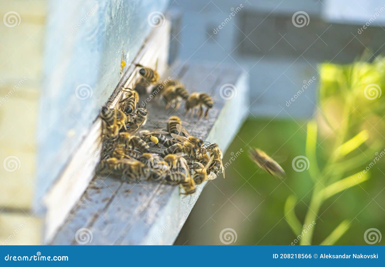 Bees Coming In And Out Of Their Yellow Beehive. Bee Hive Close Up ...