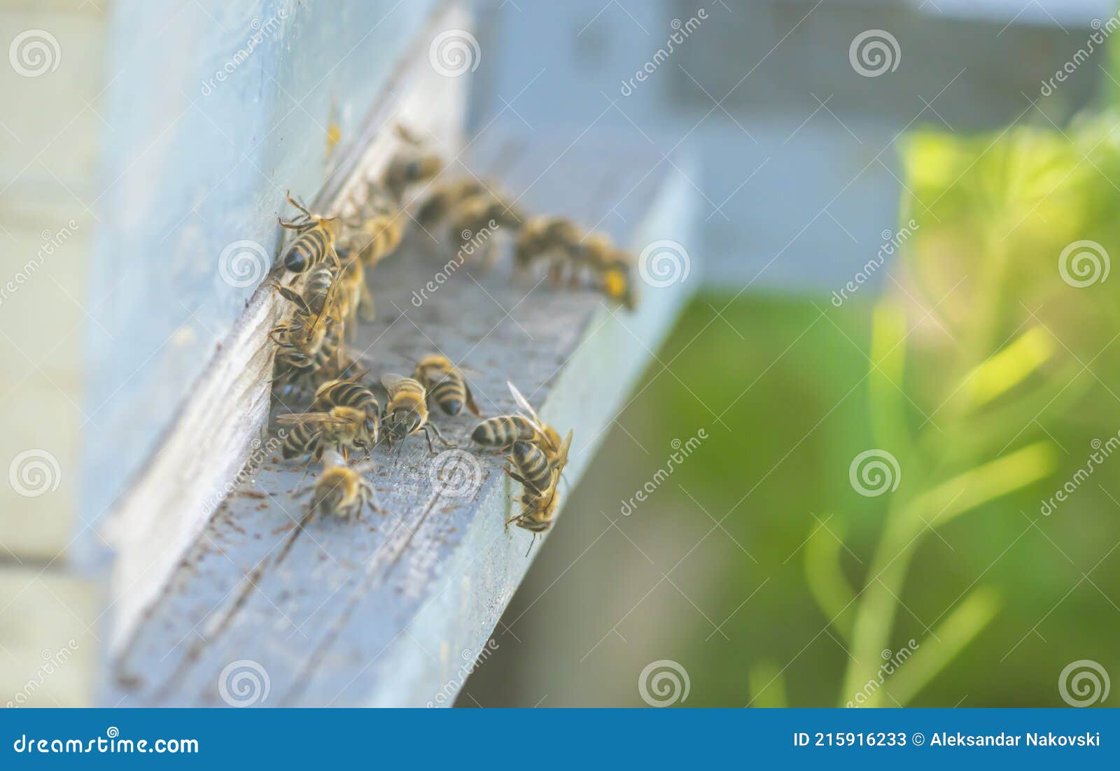 Honey Bees at Coming and Going at the Hive Stock Image - Image of ...