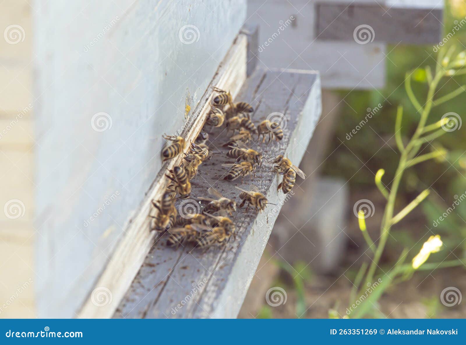 Honey Bees at Coming and Going at the Hive Stock Image - Image of ...