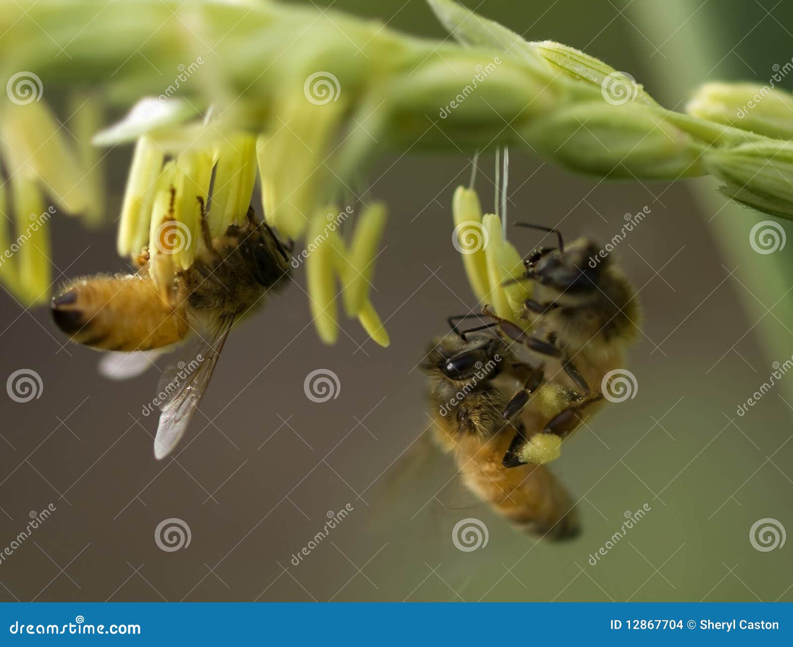 Spring with Honey Bees on Corn Flowers Working Stock Photo - Image of ...