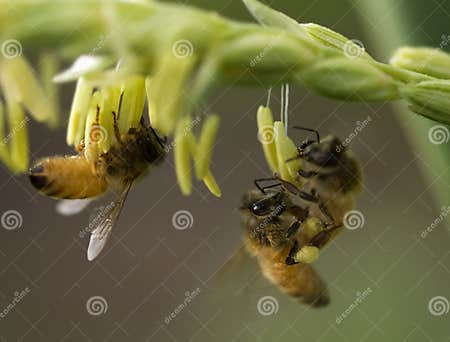 Spring with Honey Bees on Corn Flowers Working Stock Photo - Image of ...
