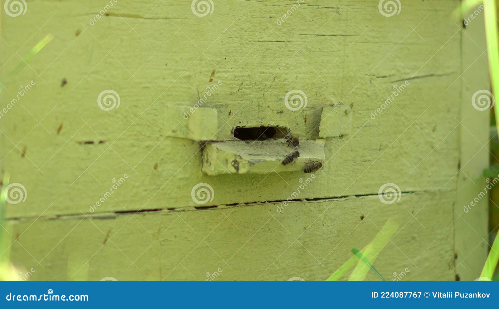 Honey Bees Enter the Hive through a Special Hole. Home for Bees Stock ...