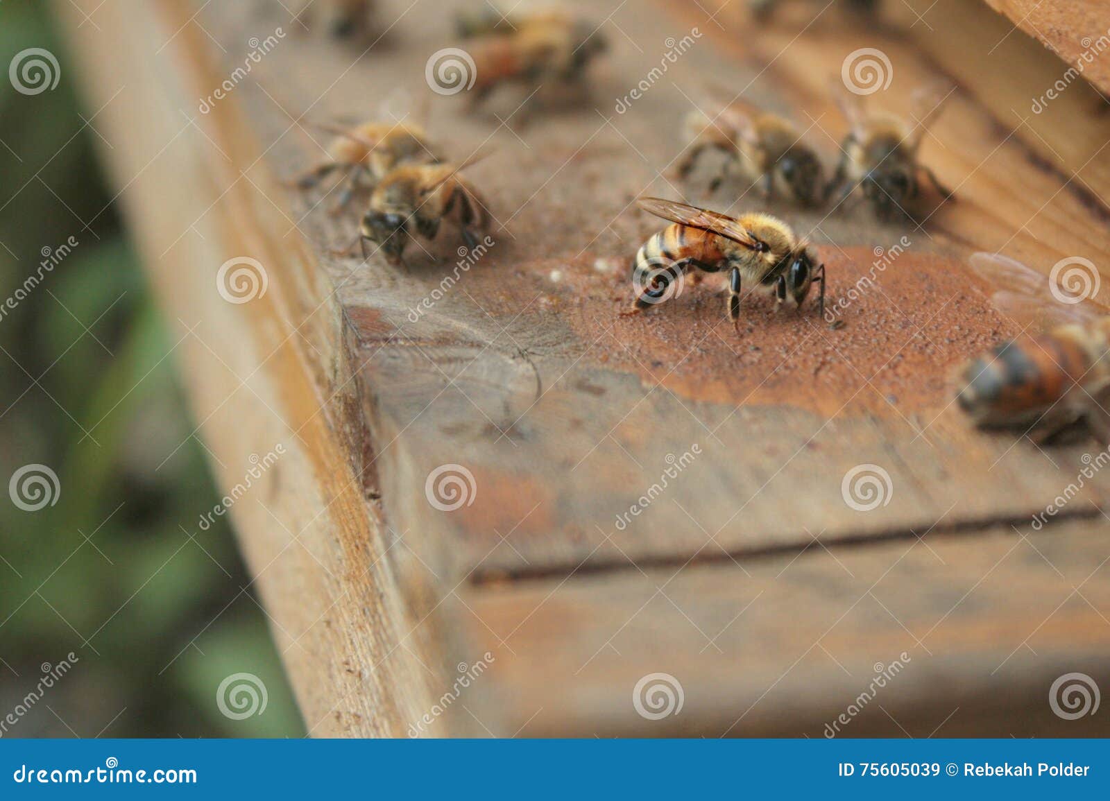 Honey Bees on Entrance of Hive Stock Image - Image of african, female ...