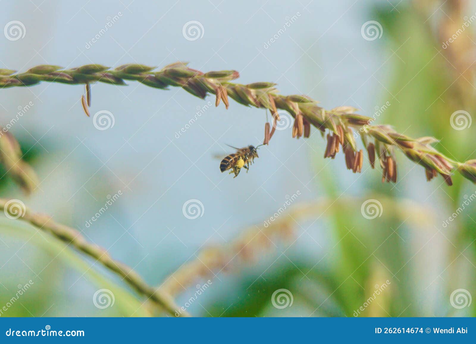 Honey Bees Fly among the Flowers Looking for Nectar Stock Photo - Image ...