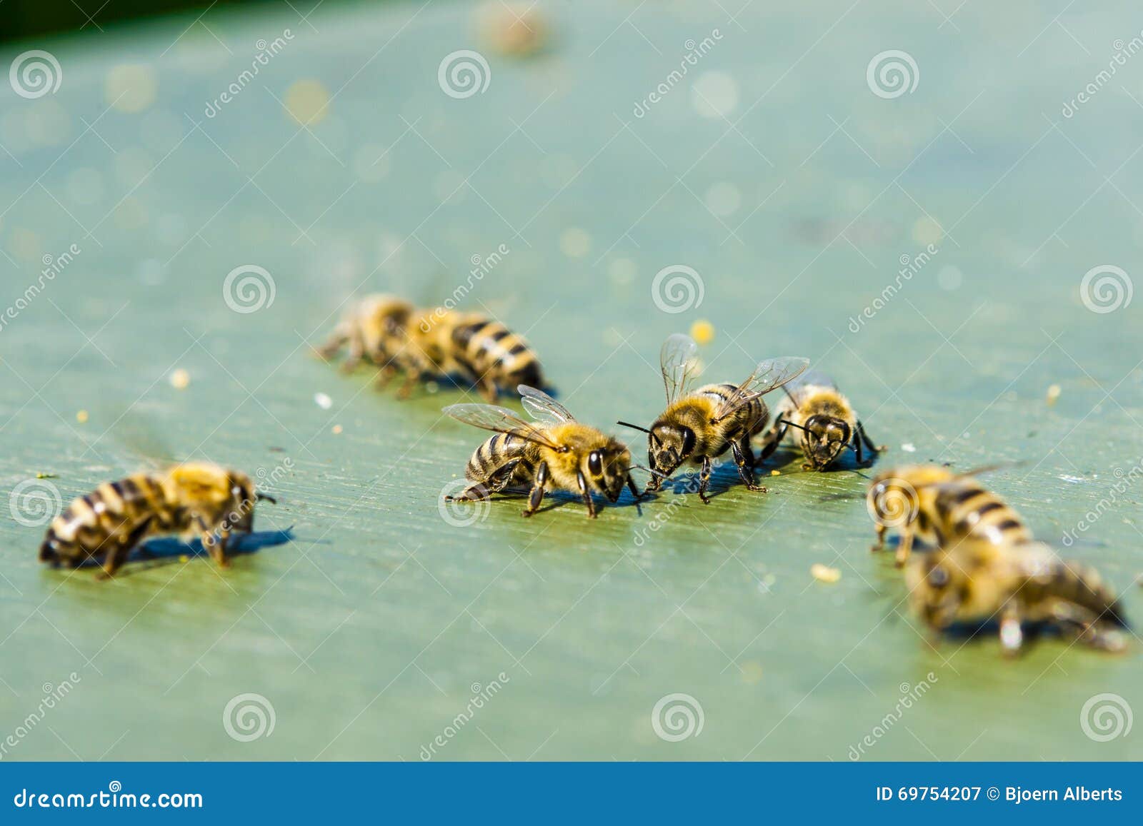 Honey Bees Foraging on the Ground Stock Image - Image of nature ...
